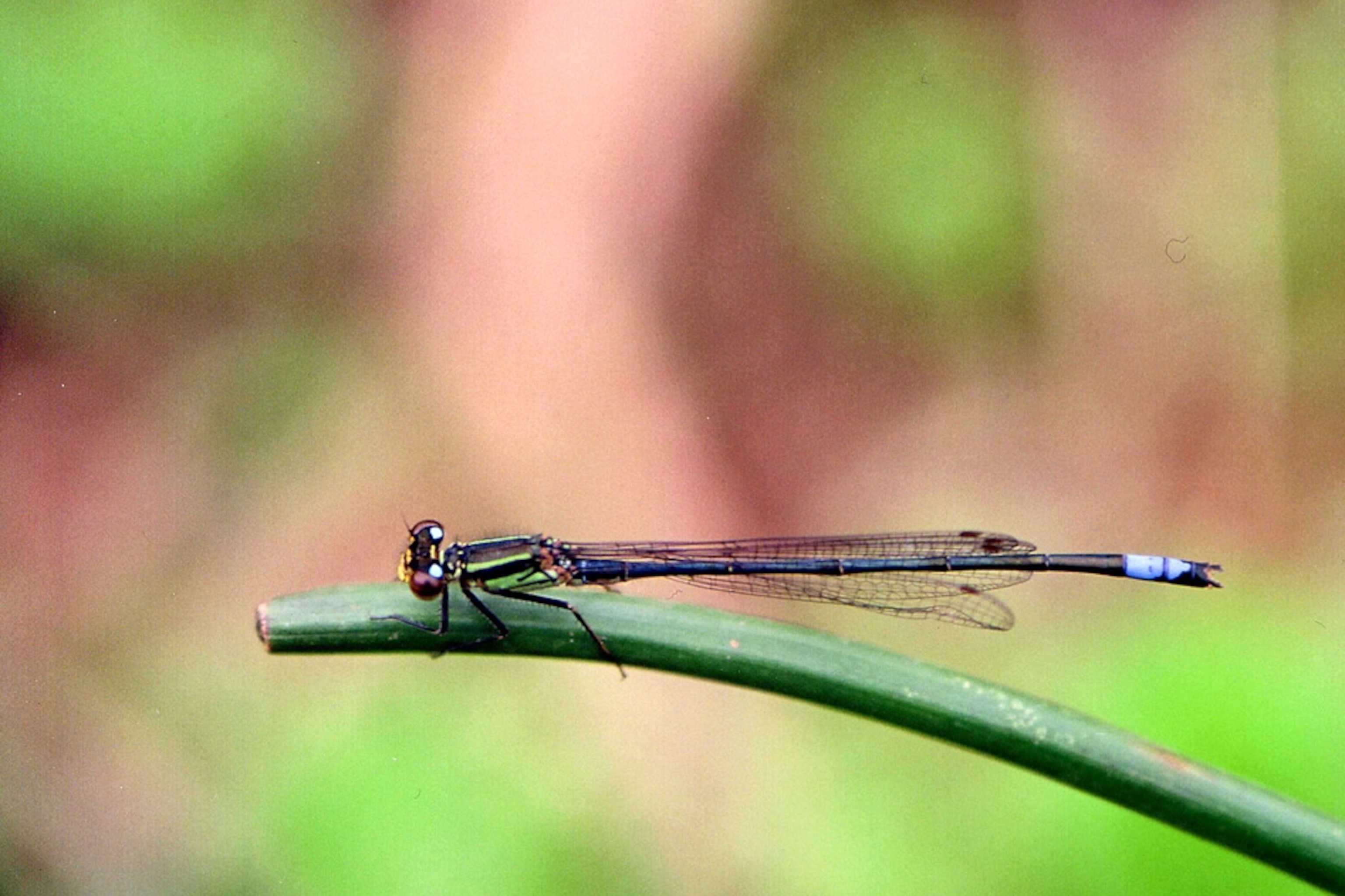 Photos: Africa's Disappearing Dragonflies, Fish, and Wildflowers