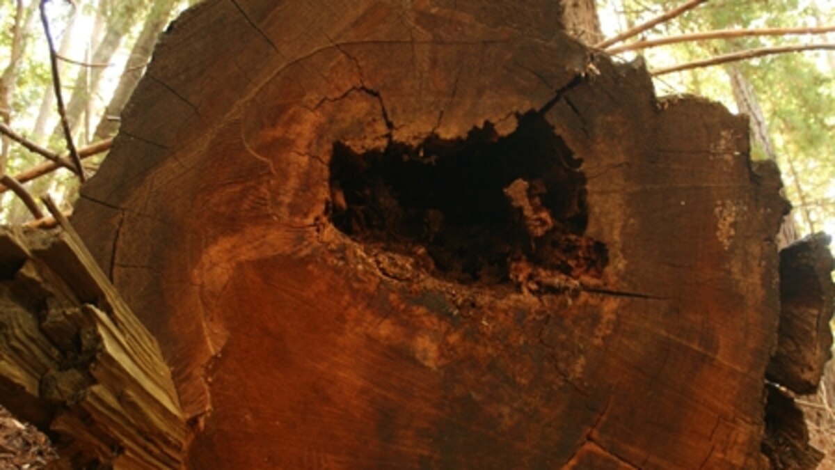 Redwoods Photo Gallery, Redwoods Pictures, Redwoods Forests Wallpaper ...