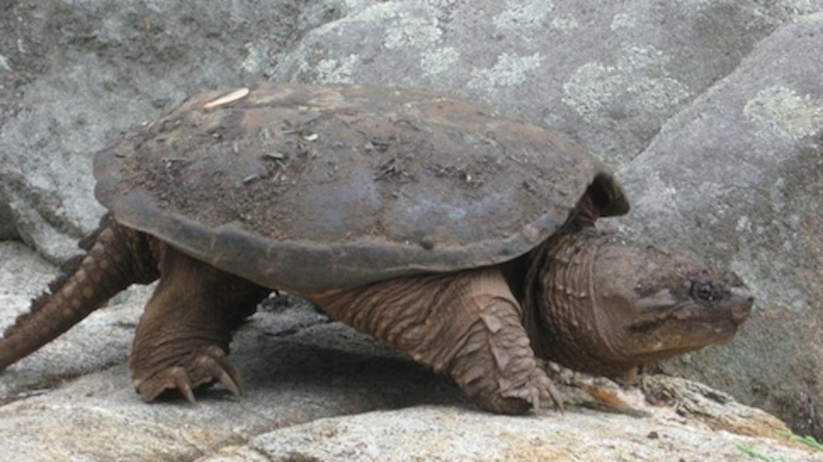 The Cretaceous Comes To My Front Yard | National Geographic