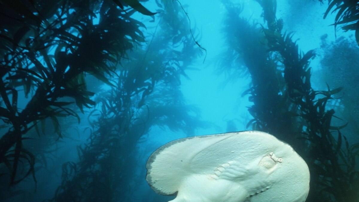 Electroreceptive Fish | National Geographic