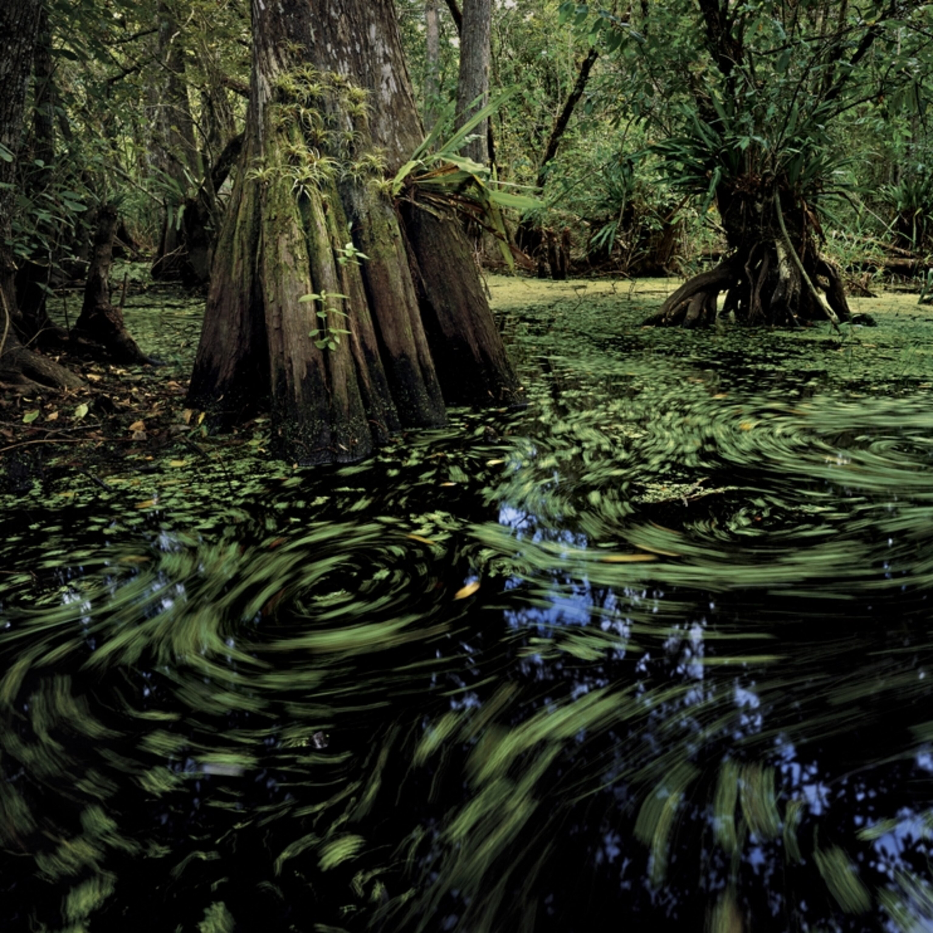 National Geographic Swamp