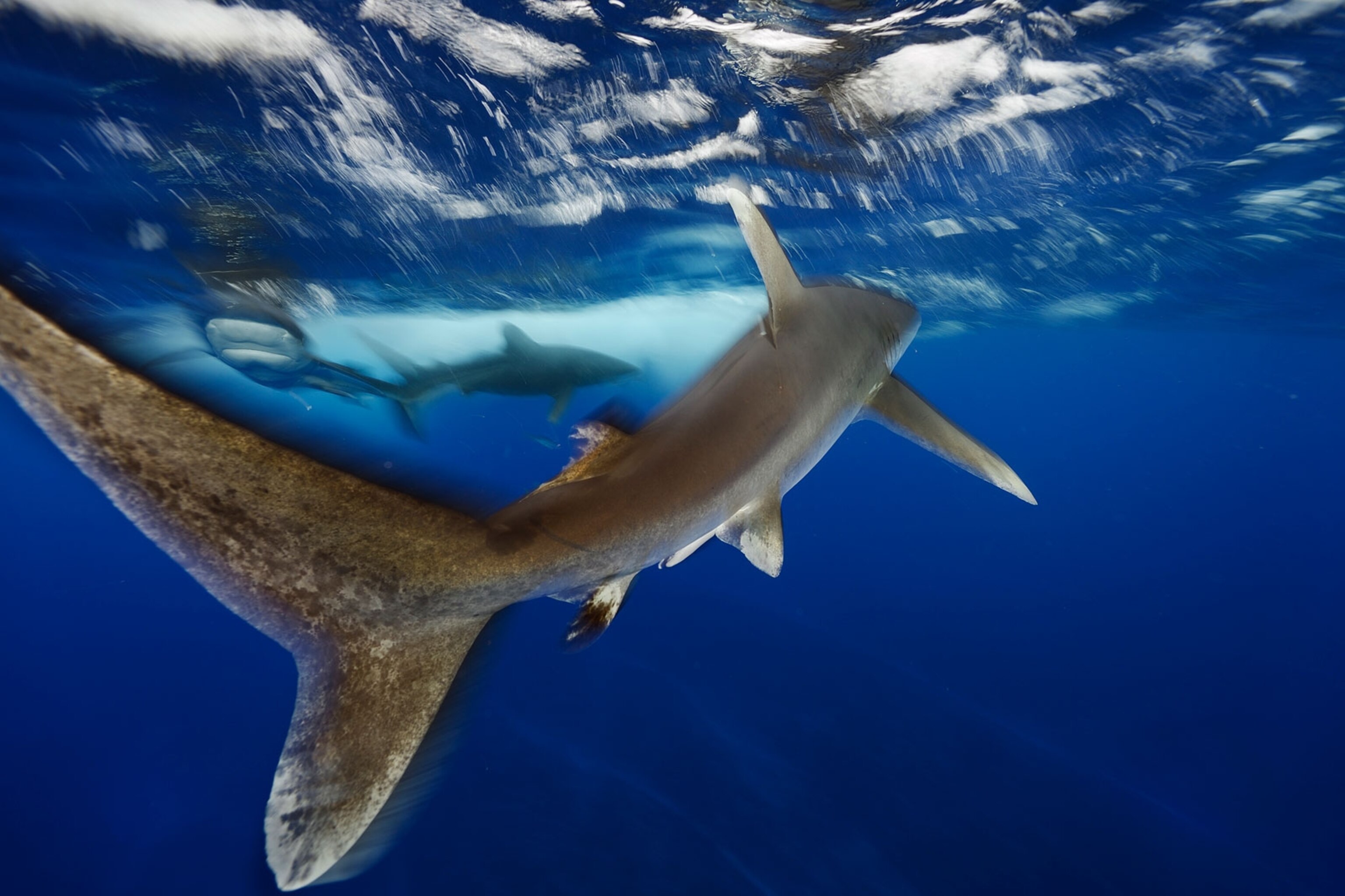 Through a Photographer's Lens, Sharks Get a Makeover