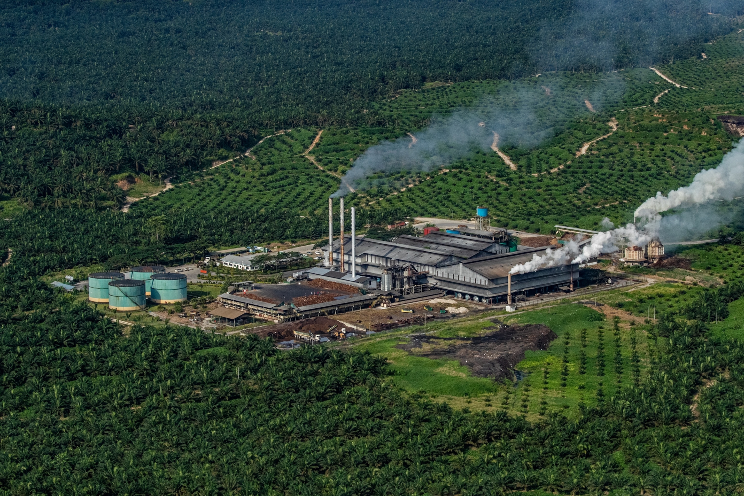 Palm oil is unavoidable. Can it be sustainable?