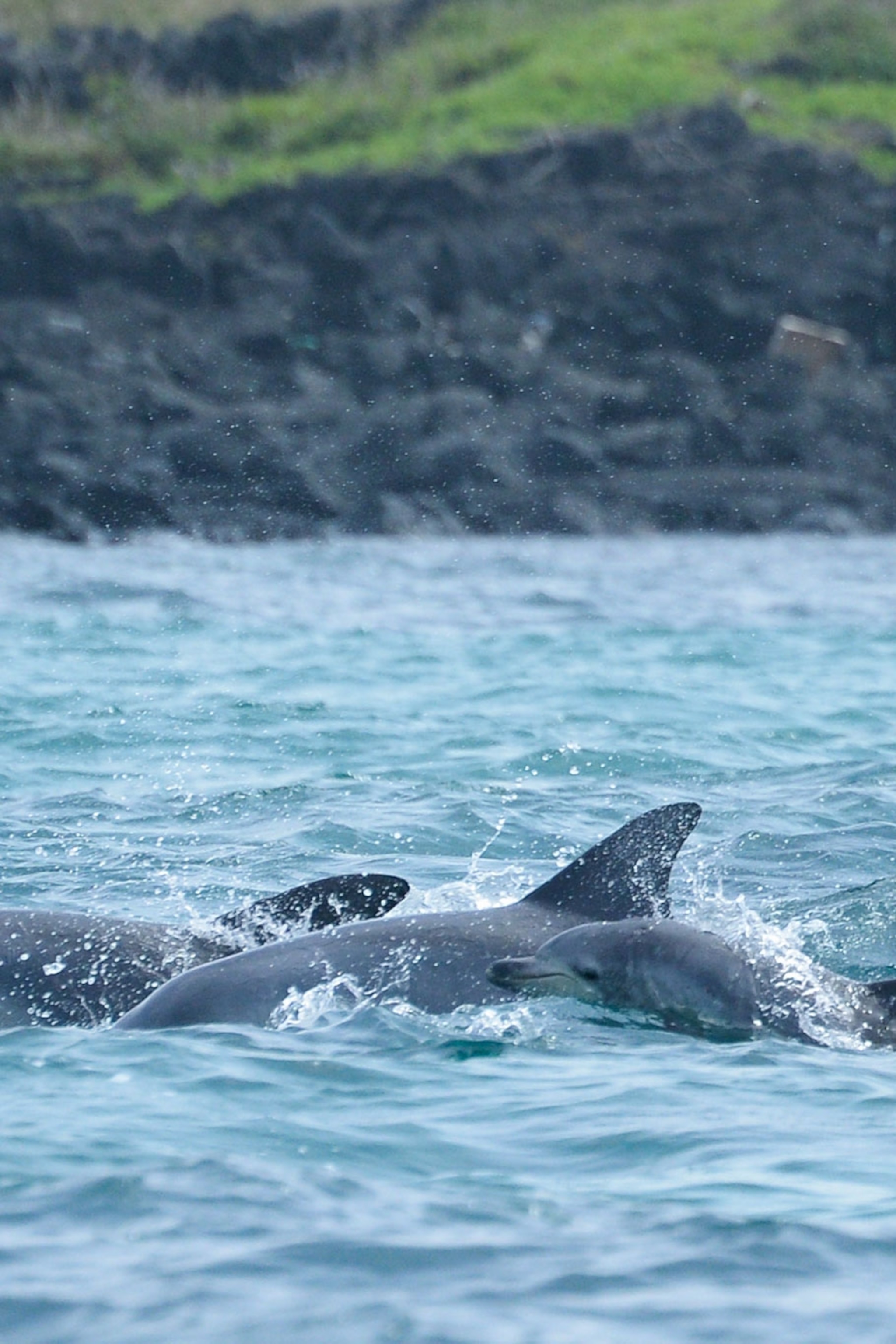 Dolphins In Captivity