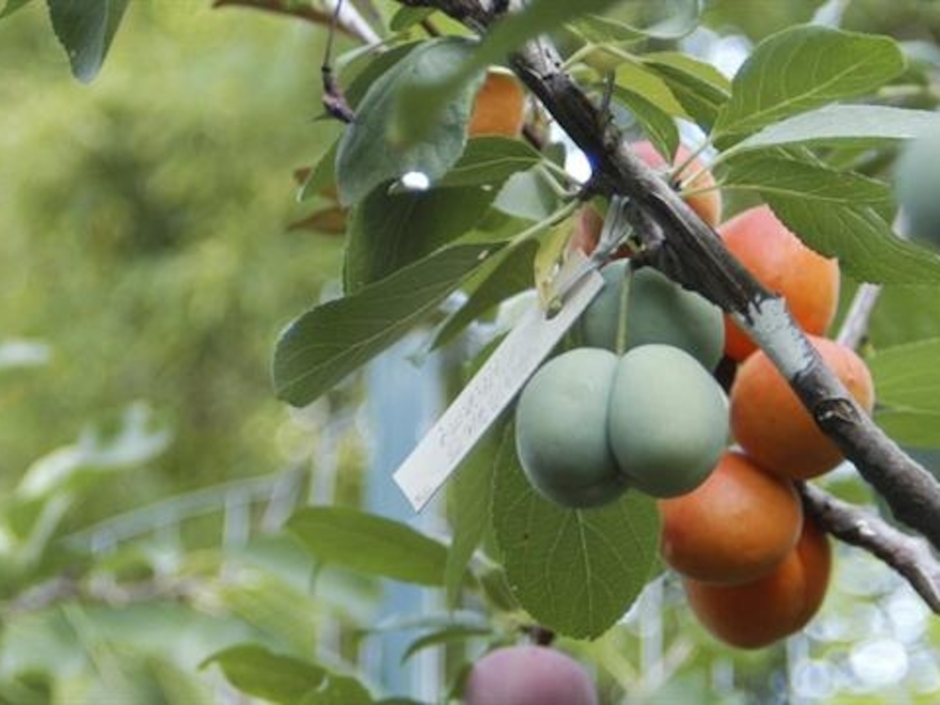 Surprise Acquisition Unveiling! Tree Of 40 Fruit By Sam Van, 51% OFF