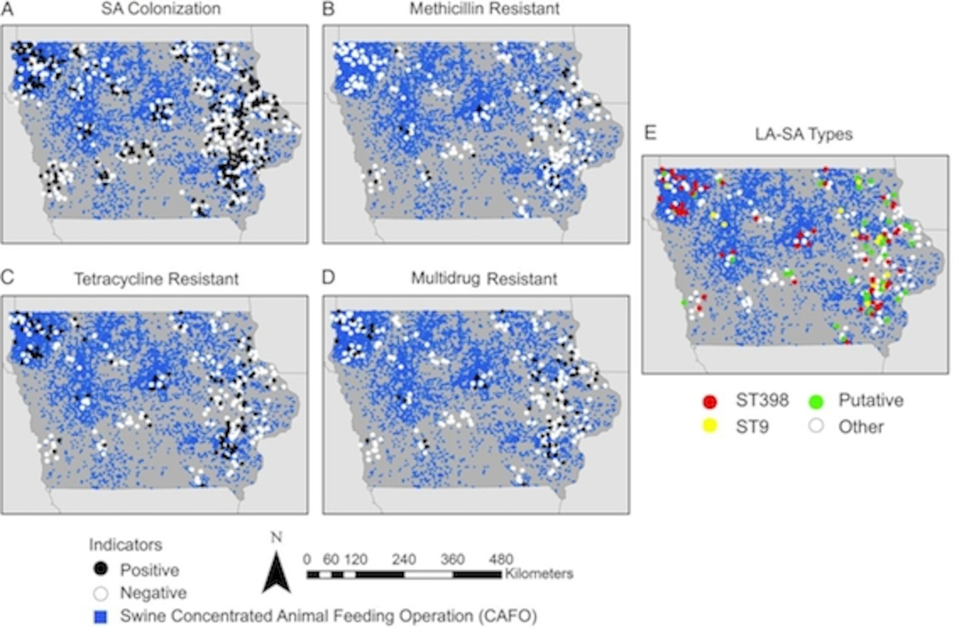 Is Drug-Resistant Staph A Work Hazard for Farm Workers?