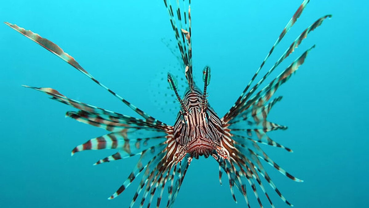 Lionfish Have a “Let’s Hunt Together” Signal | National Geographic