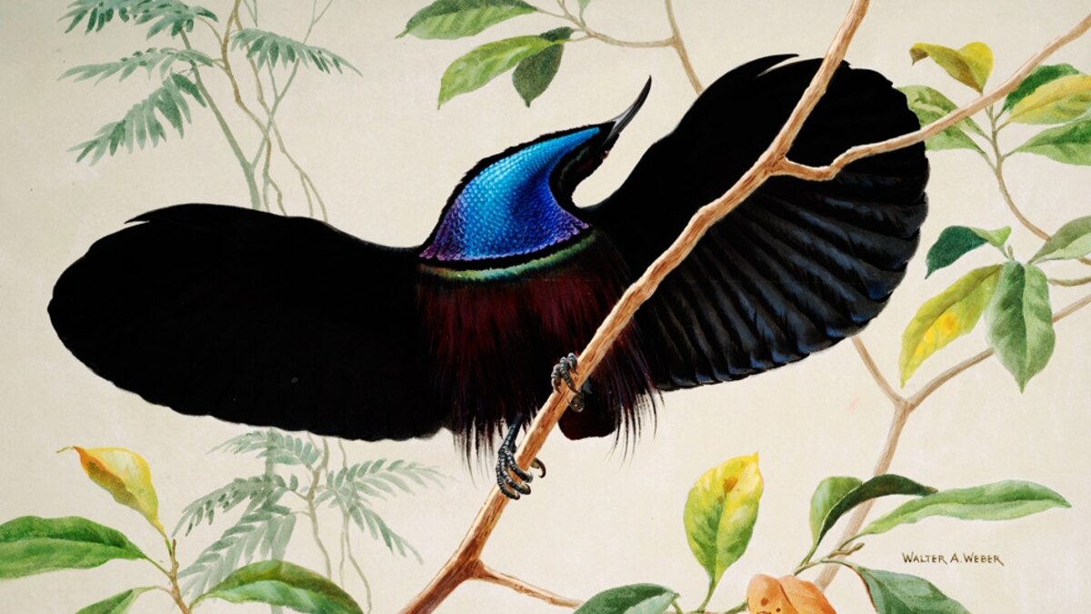 Bird Illustrations by Walter Weber -- National Geographic | National ...