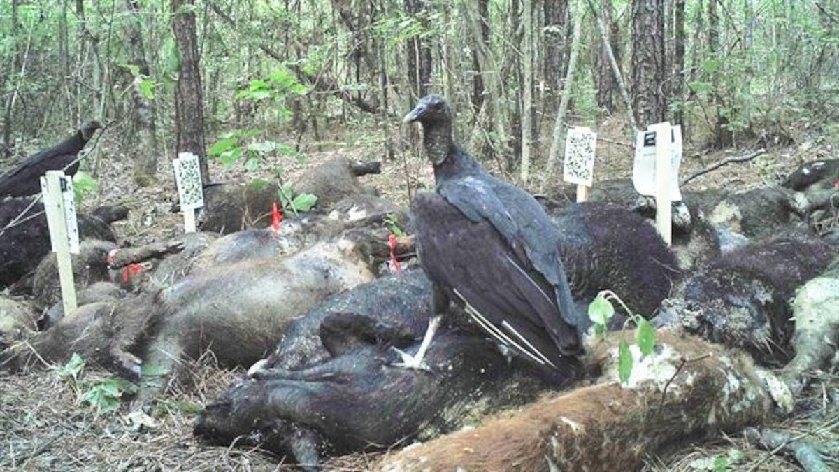How a 3-Ton Mess of Dead Pigs Transformed This Landscape | National ...