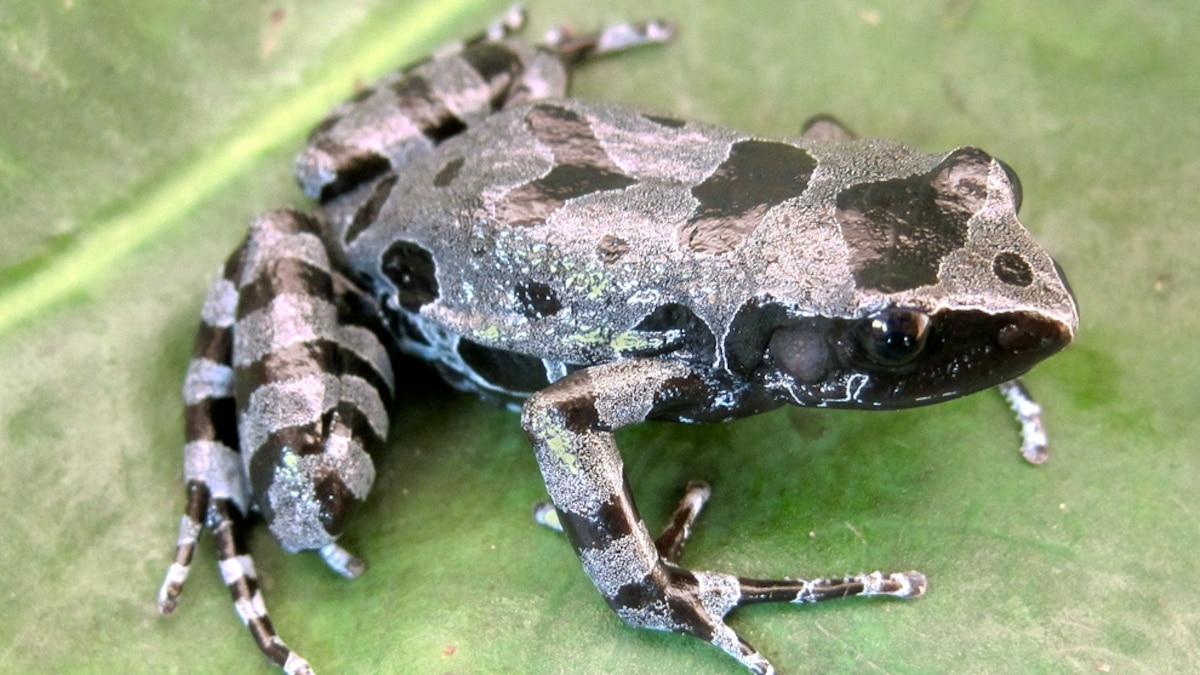 "Lost" Long-Fingered Frog Found in Africa | National Geographic