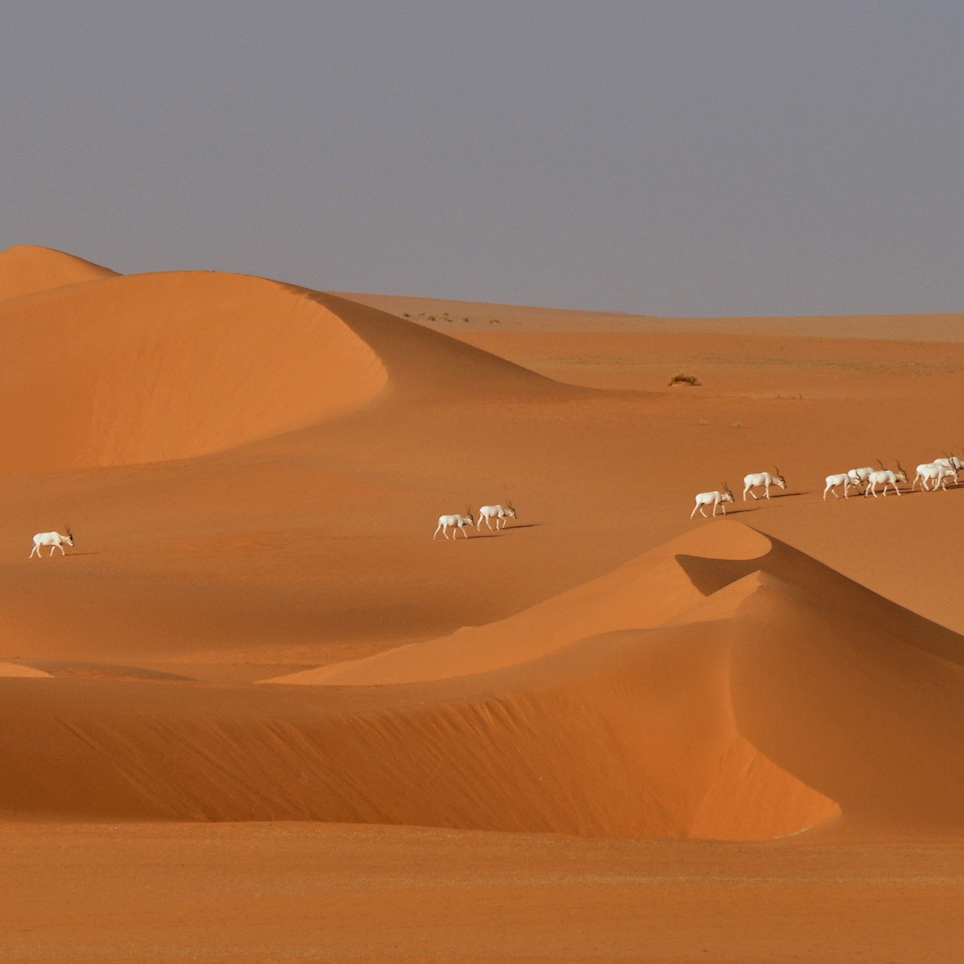Predators In The Sahara Desert