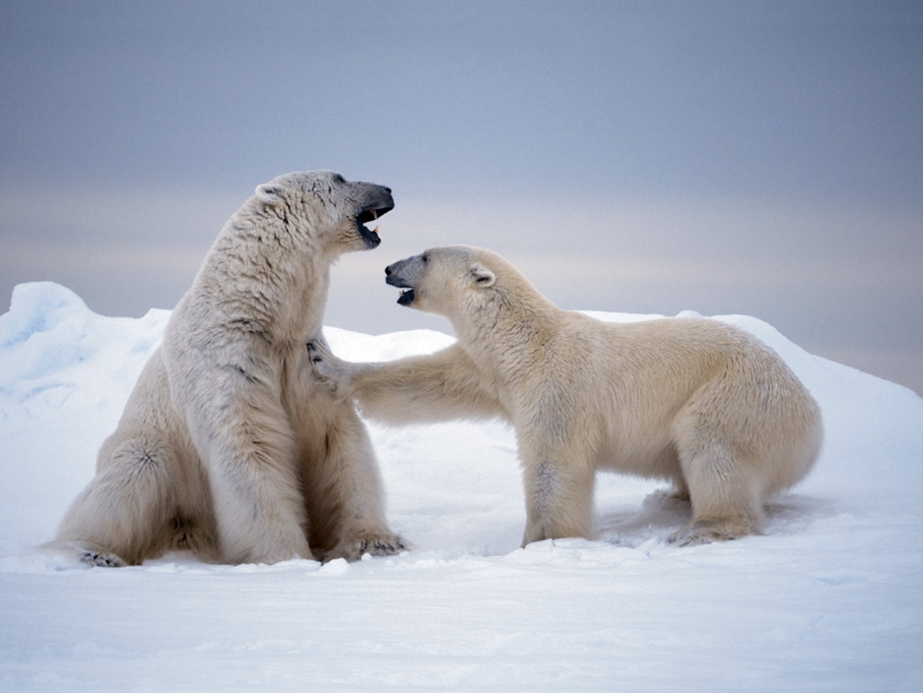 Polar Obsession Photos, Arctic Pictures, Animals and Landscapes ...