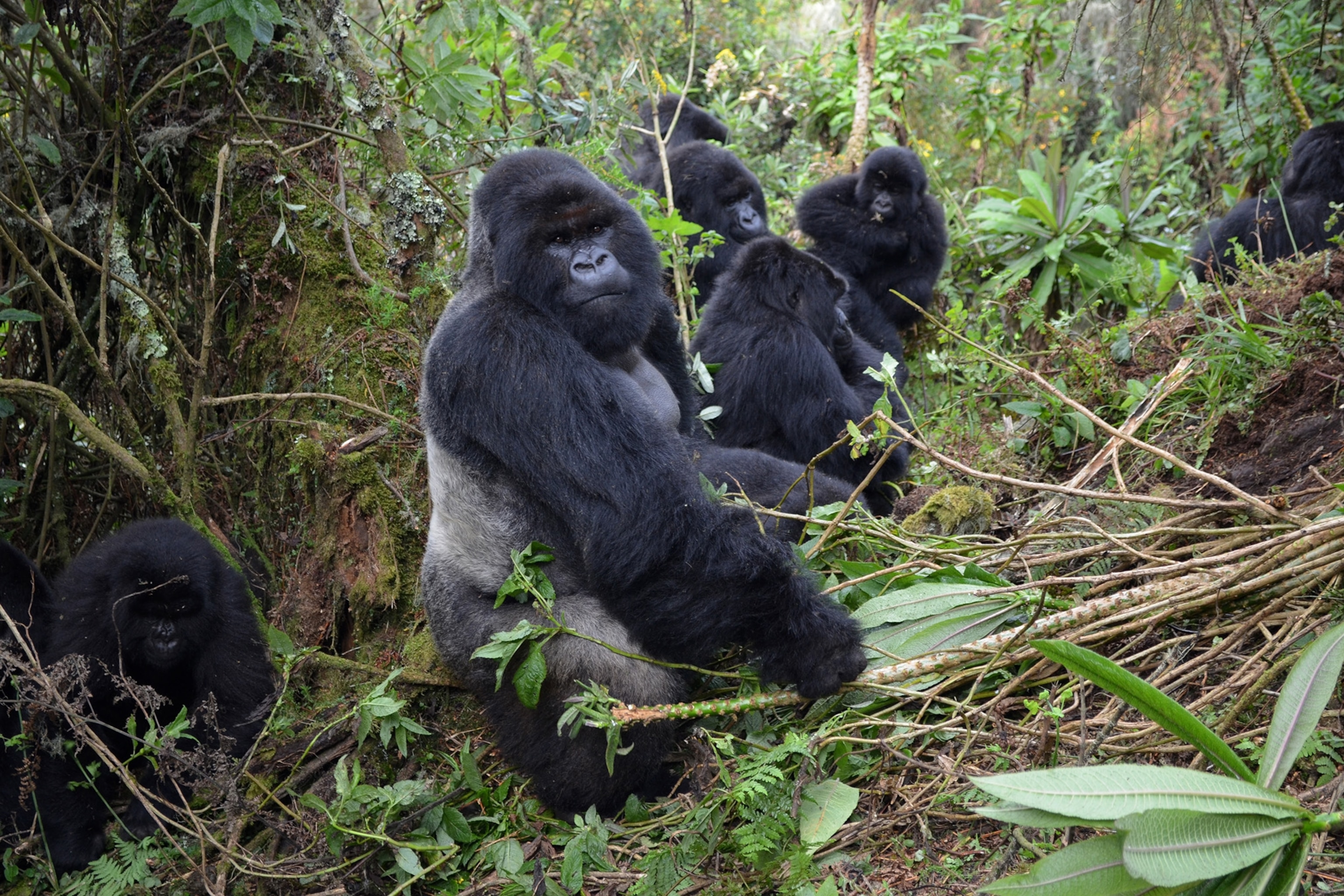 Famous Dian Fossey Gorilla Presumed Dead at 38