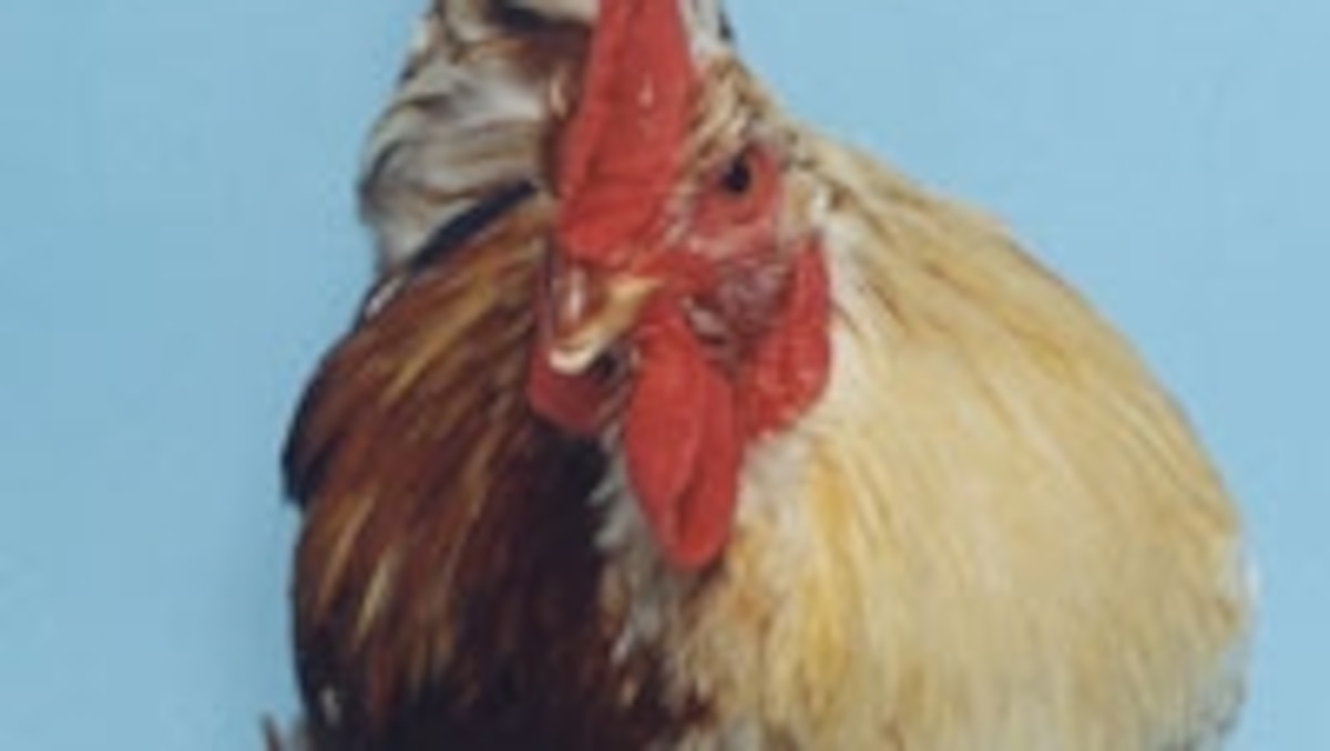 Every cell in a chicken has its own male or female identity | National ...