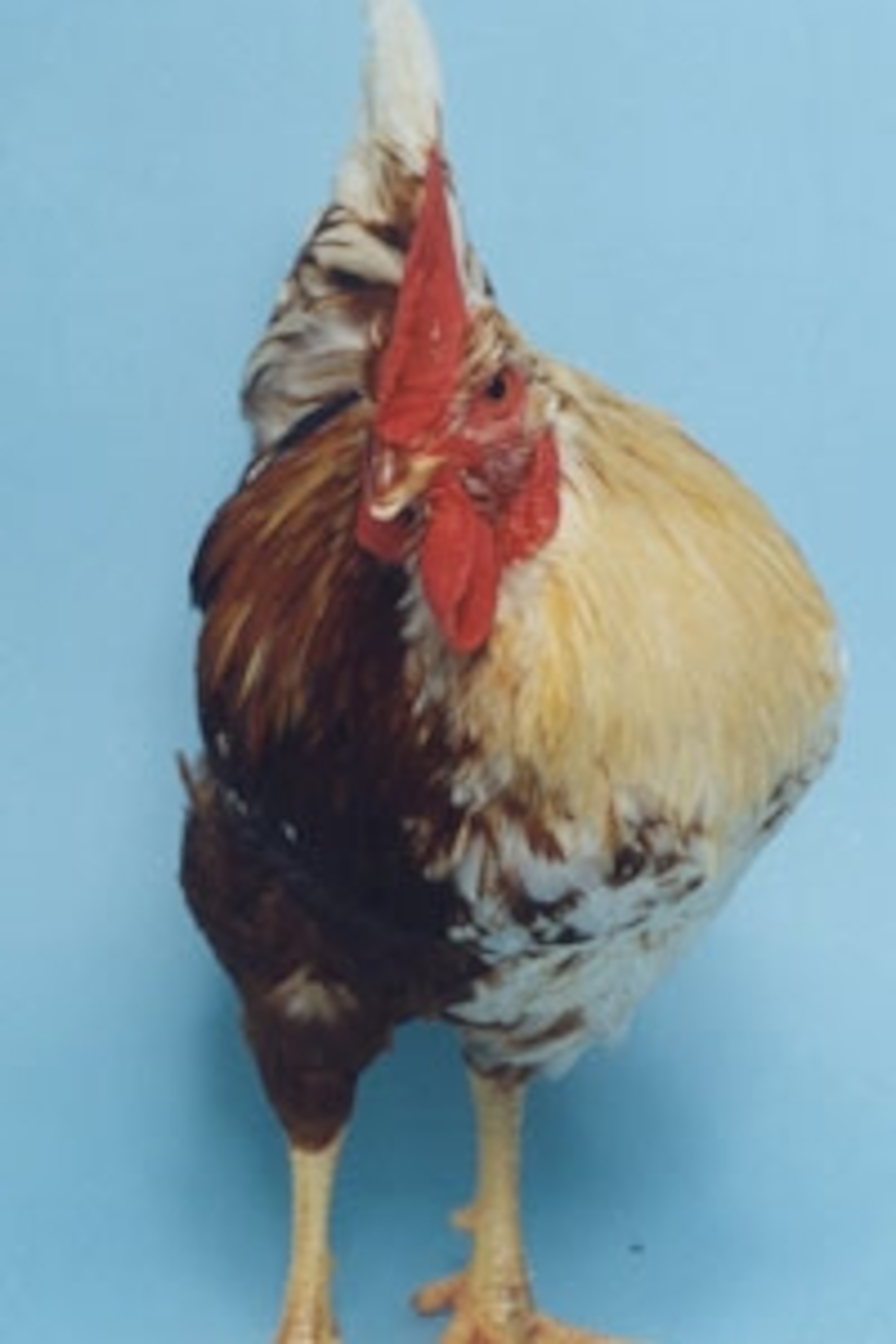 Every cell in a chicken has its own male or female identity
