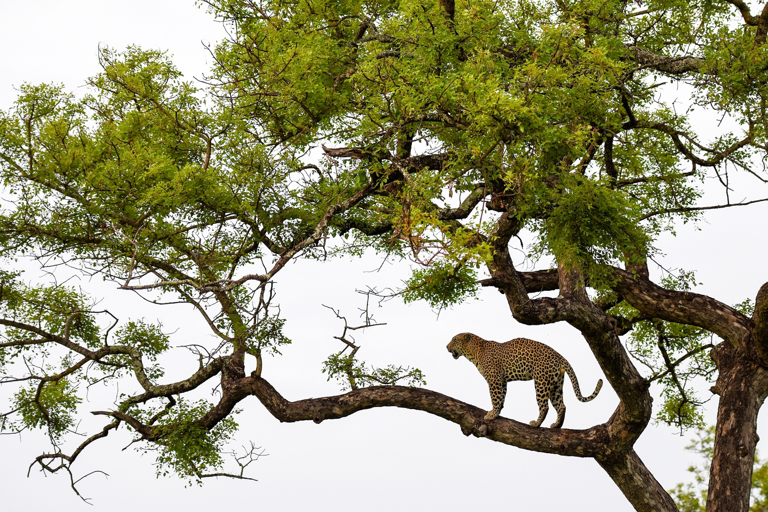 Dramatic Images Show Cannibal Leopard and Prey