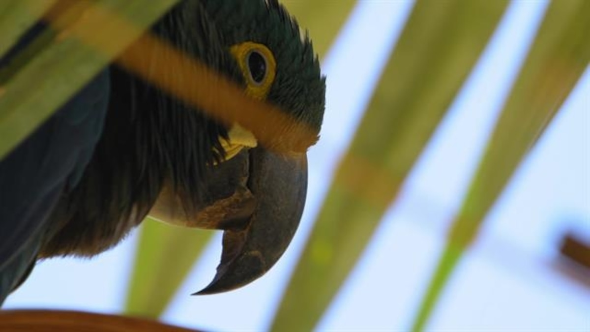 Making every single species count: saving the Lear’s macaw | National ...