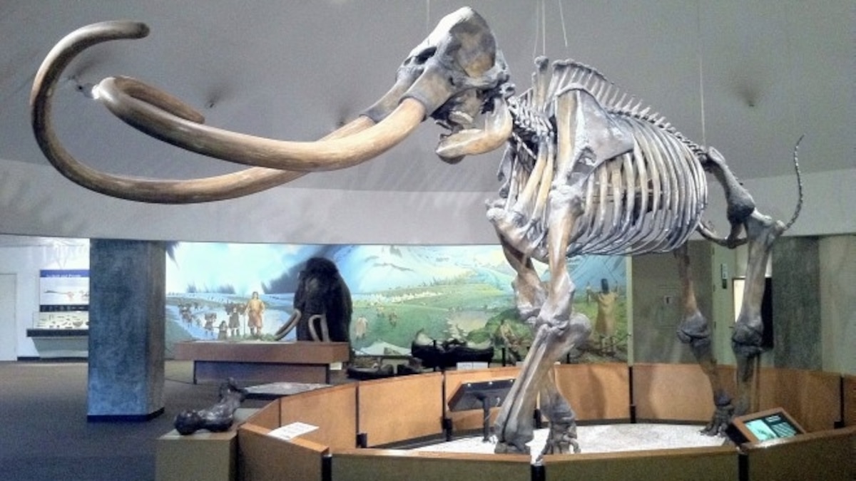 Inside the Columbian Mammoth, Signs of a Woolly Cousin | National ...