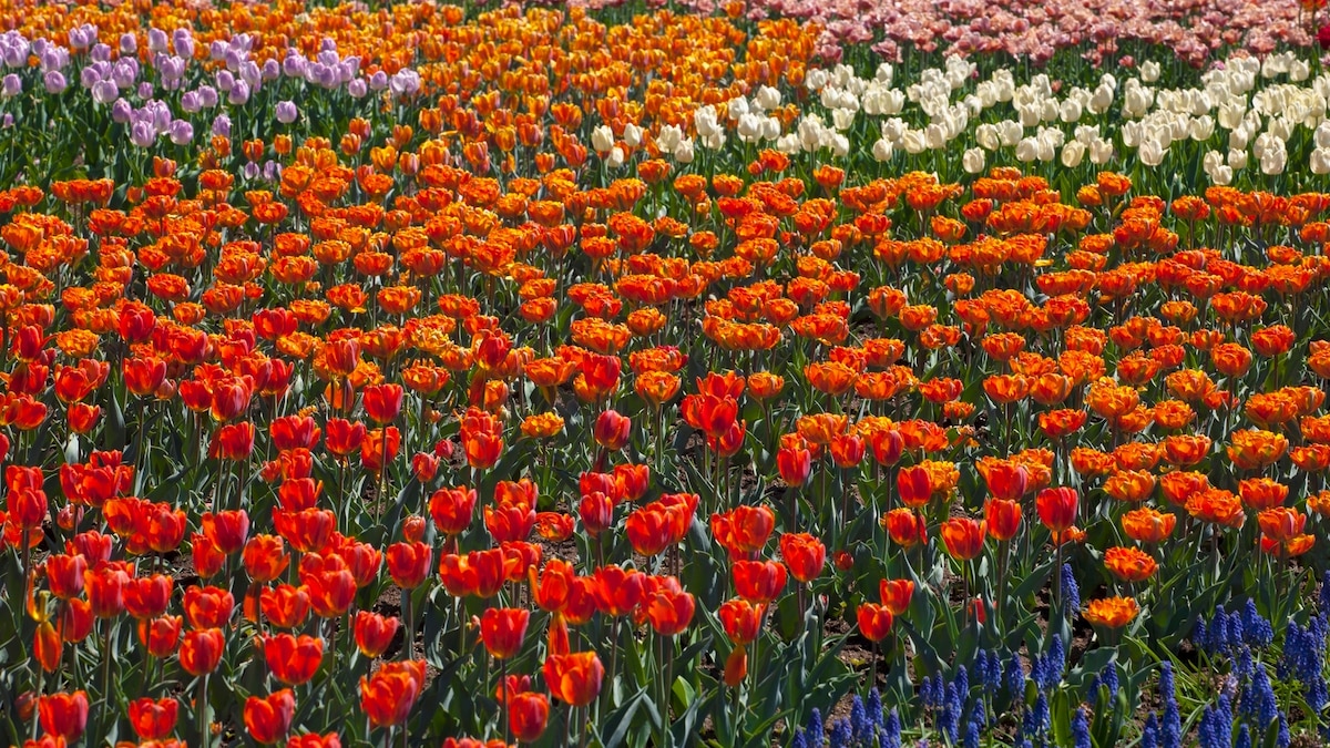 Unique ways to experience Canada in the spring | National Geographic