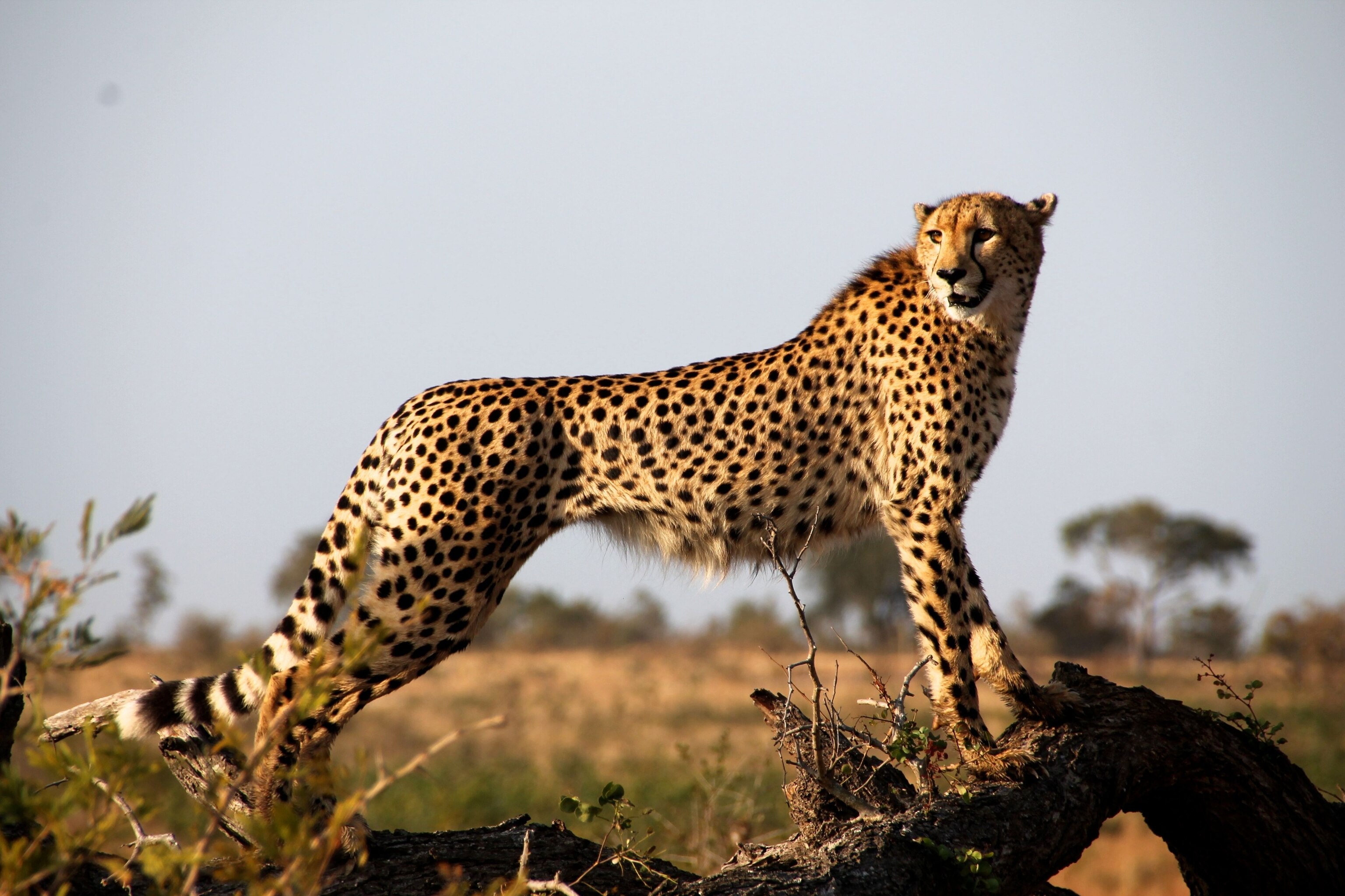 Cheetah-Dog Friendship Isn't As Strange As It Sounds