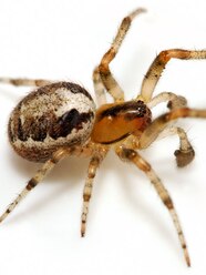 19 How Many Legs Of Spider Quick Guide 11 2023 19 How Many Legs Of Spider Quick Guide 11 2023