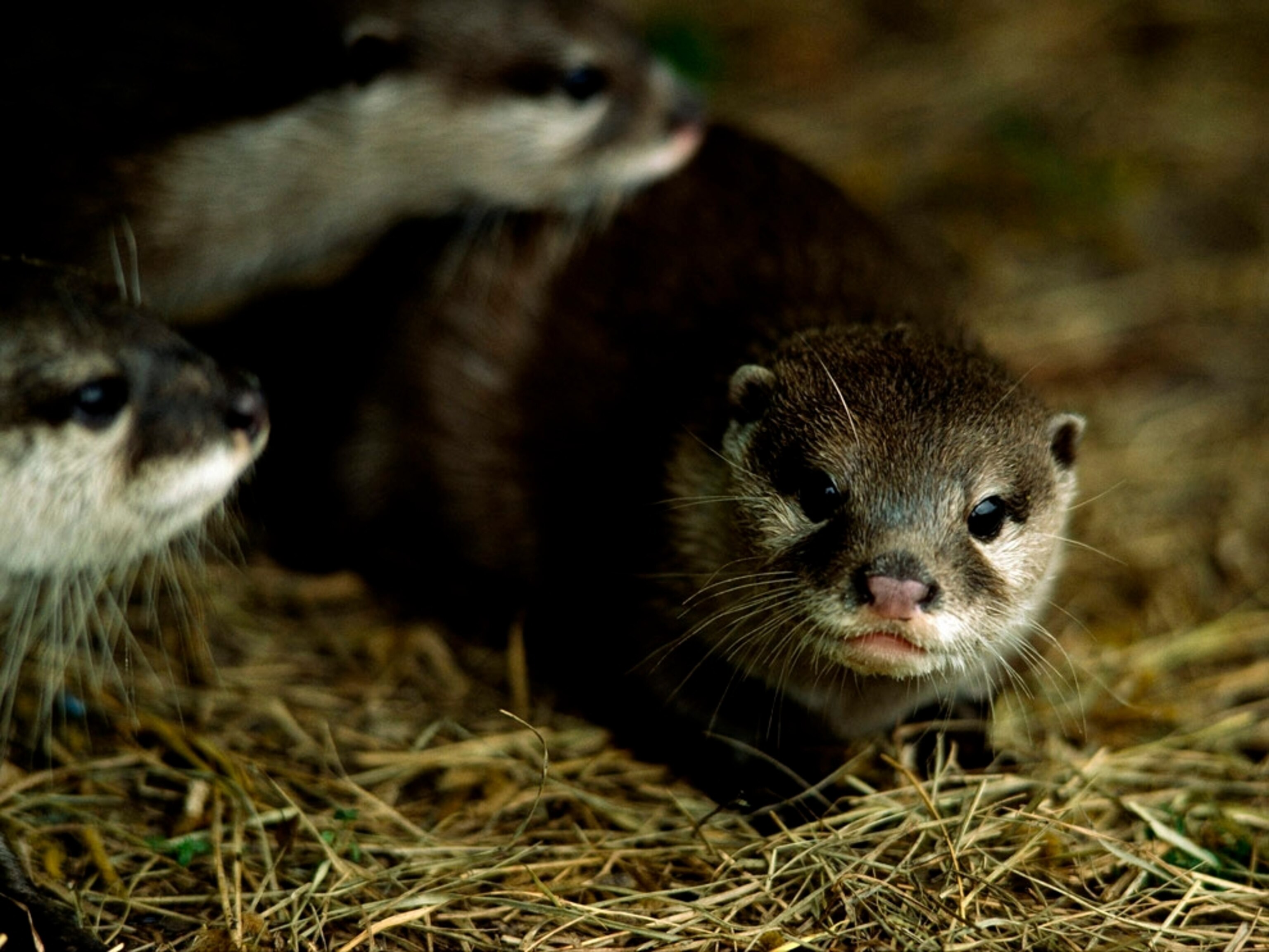 Otter Pictures - Animal Wallpapers - National Geographic