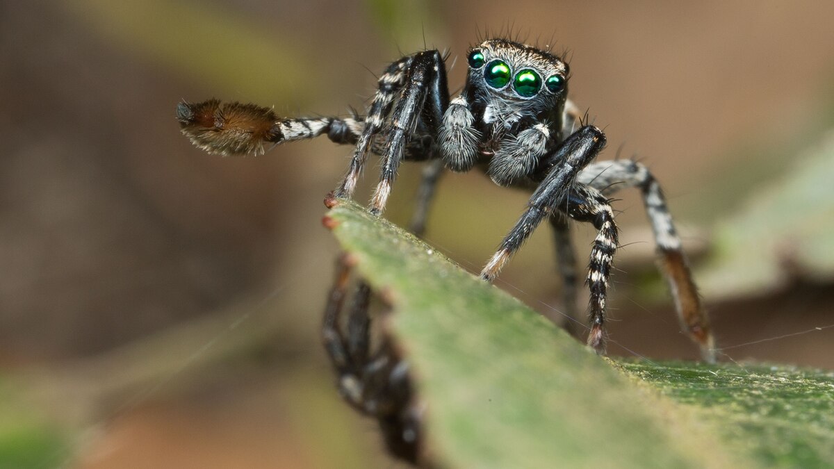 New Spider Species Found, Plays Peekaboo to Attract Mates | National ...
