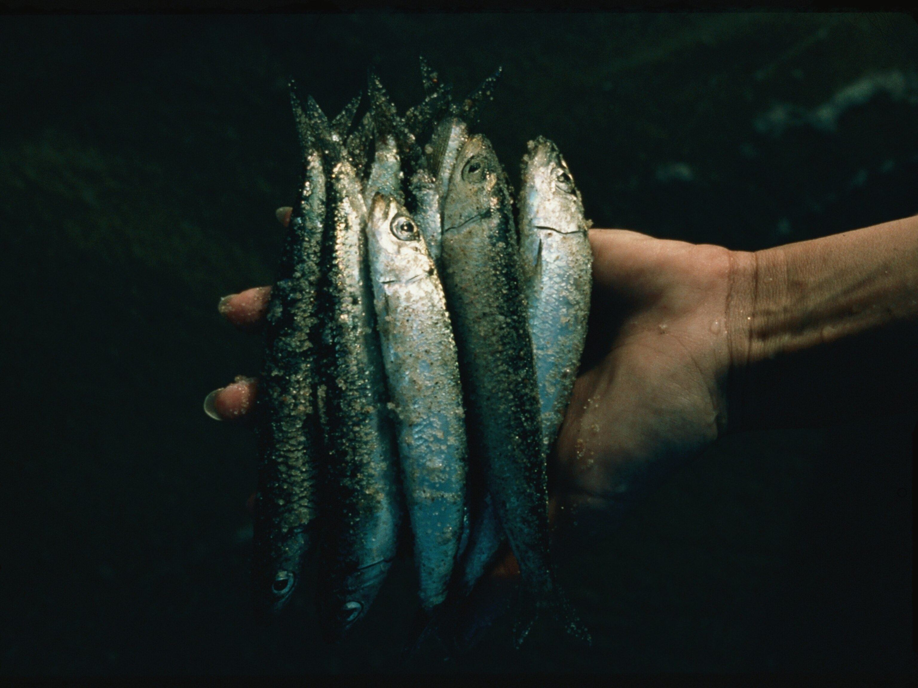 Sardine Front View
