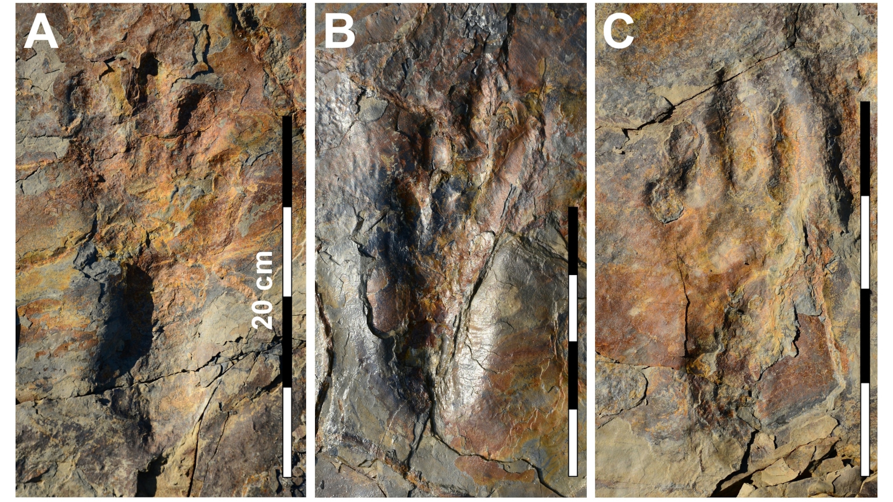 Mysterious fossil footprints may have been left by crocodile relative ...
