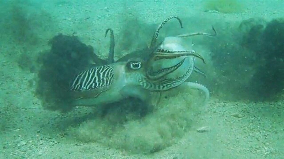 Cuttlefish Fight Viciously in First Video Shot in the Wild | National ...