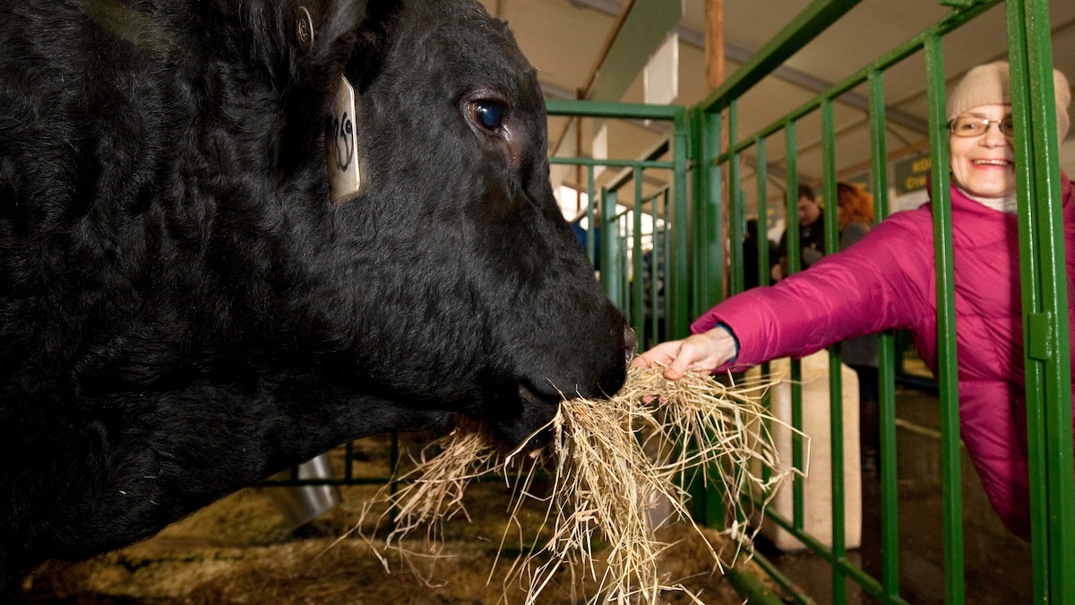 A First-Generation Russian Bull Comes of Age | National Geographic
