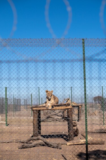Are South Africa's captive lions inbred?