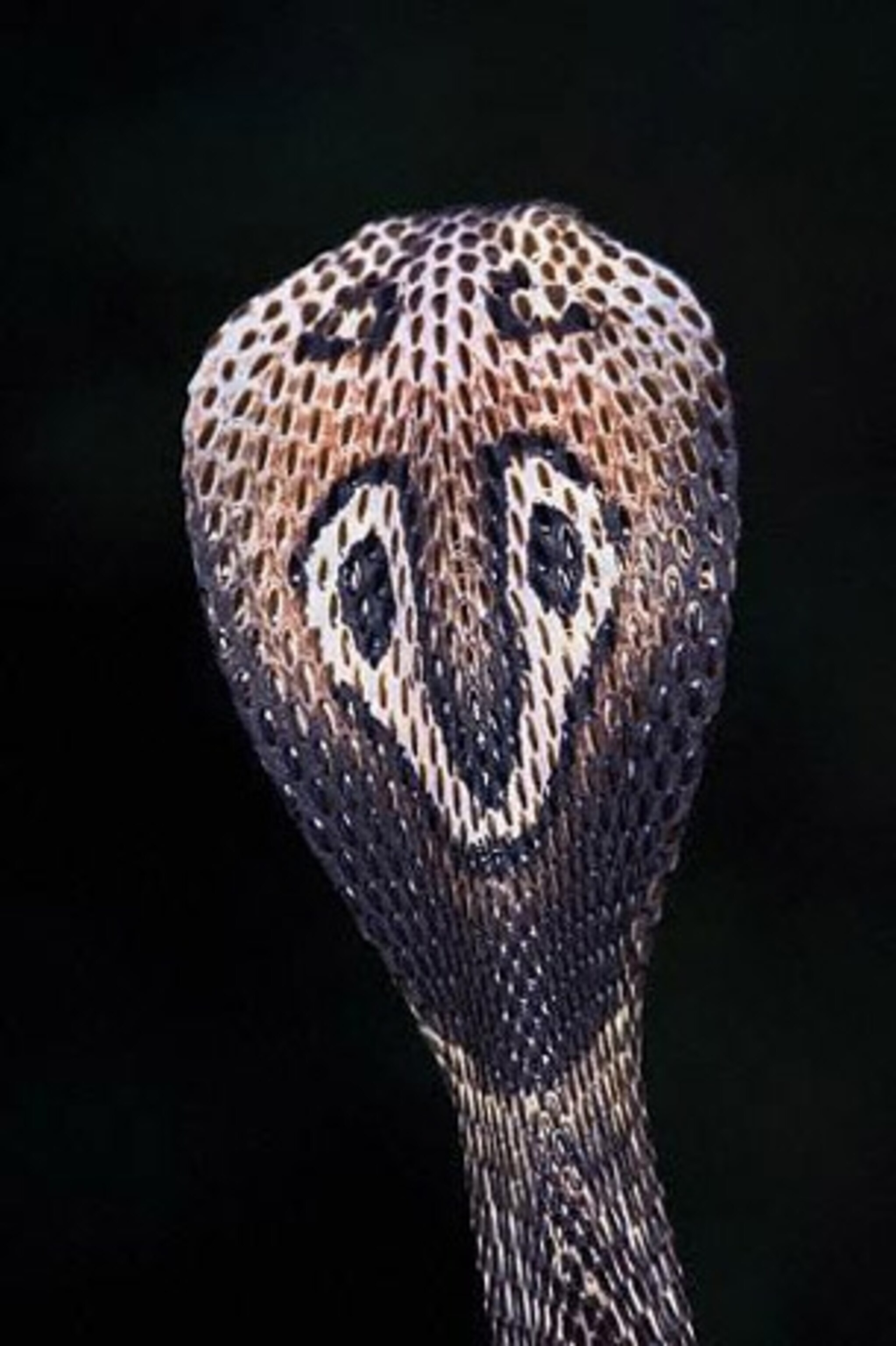 National Geographic News: Snake Wranglers