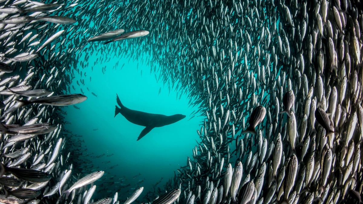 Key takeaways from the Protected Planet Report | National Geographic