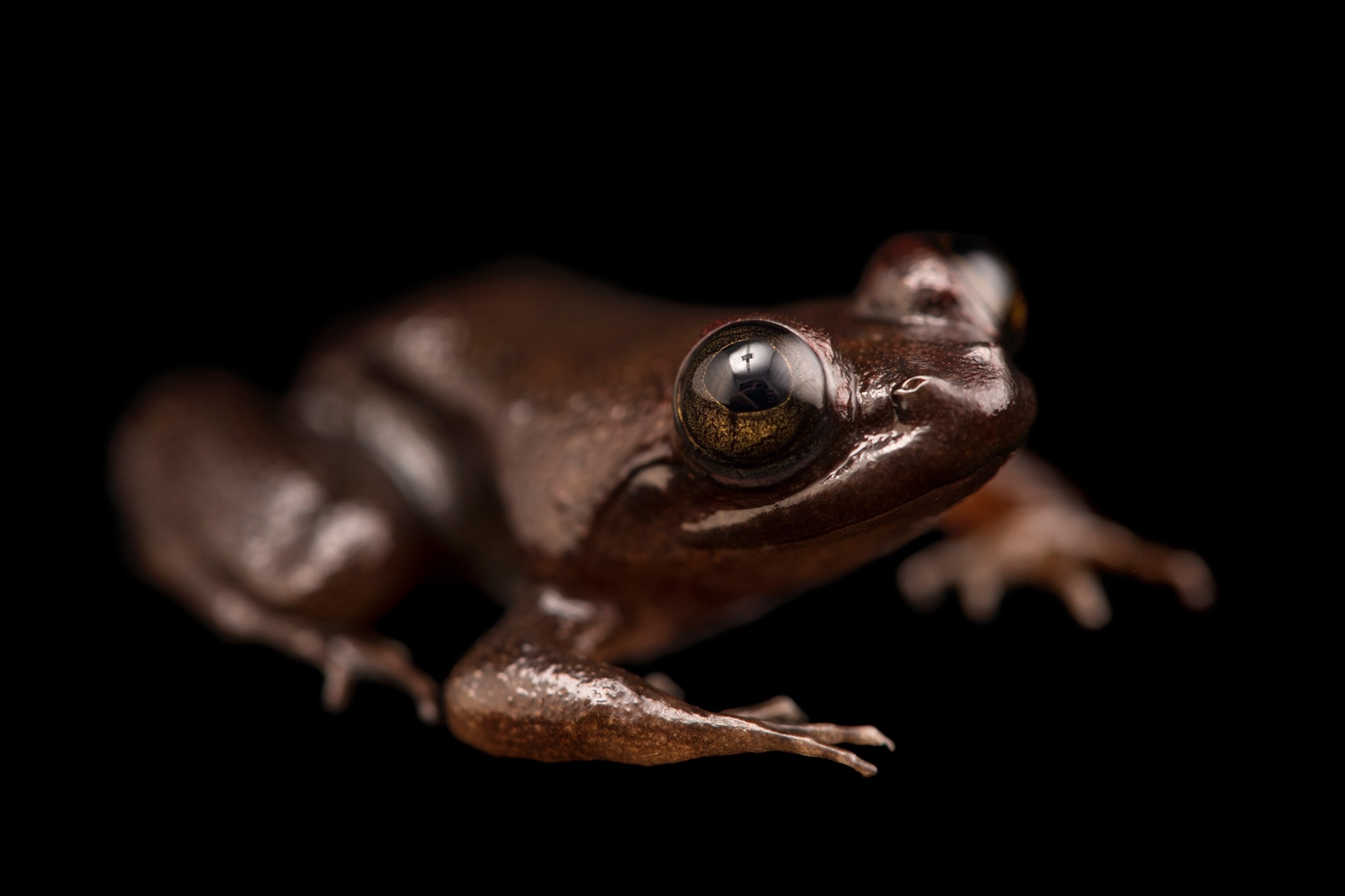 How the Philippines is saving some of the world’s rarest animals