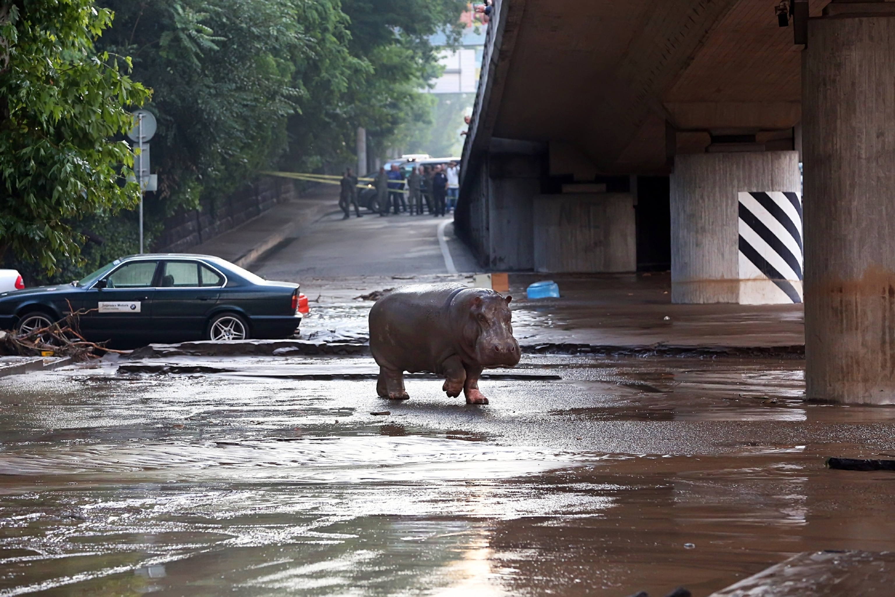Zookeepers Come To Aid Of Georgian Zoo After Flood