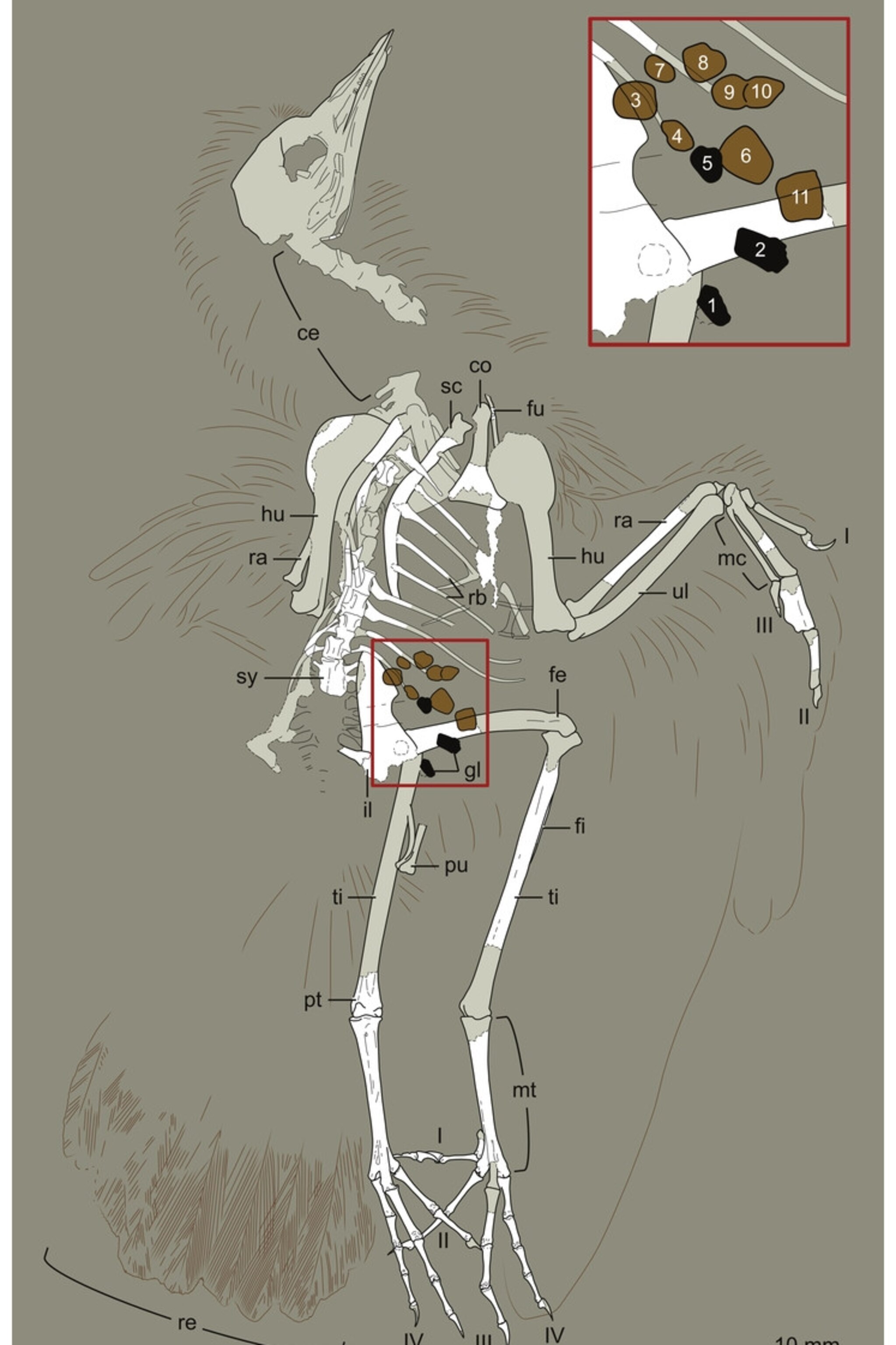 Feathery Fossil Offers Insights into the Flight and Diet of an Early Bird