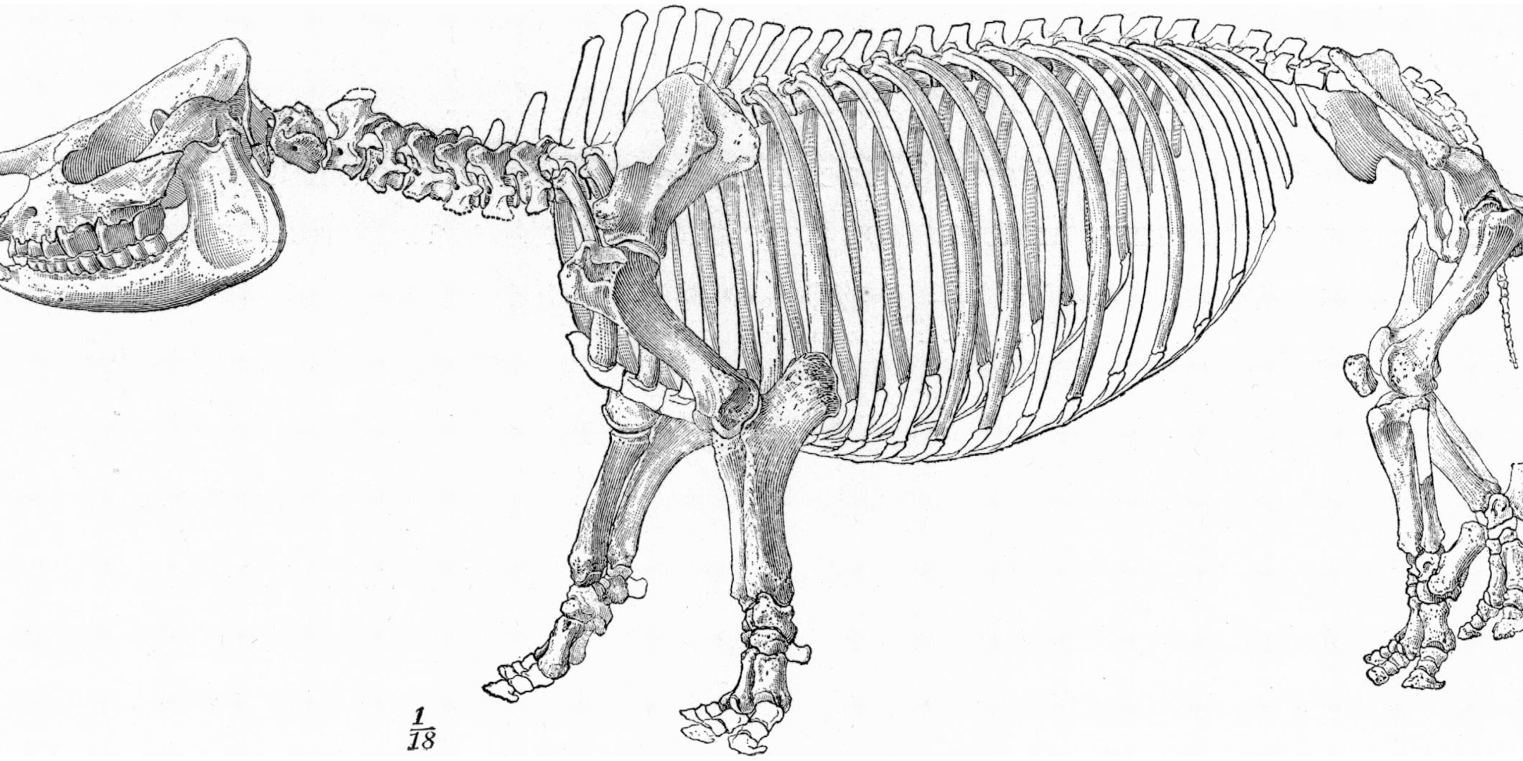 Revisiting a Fossil Friend