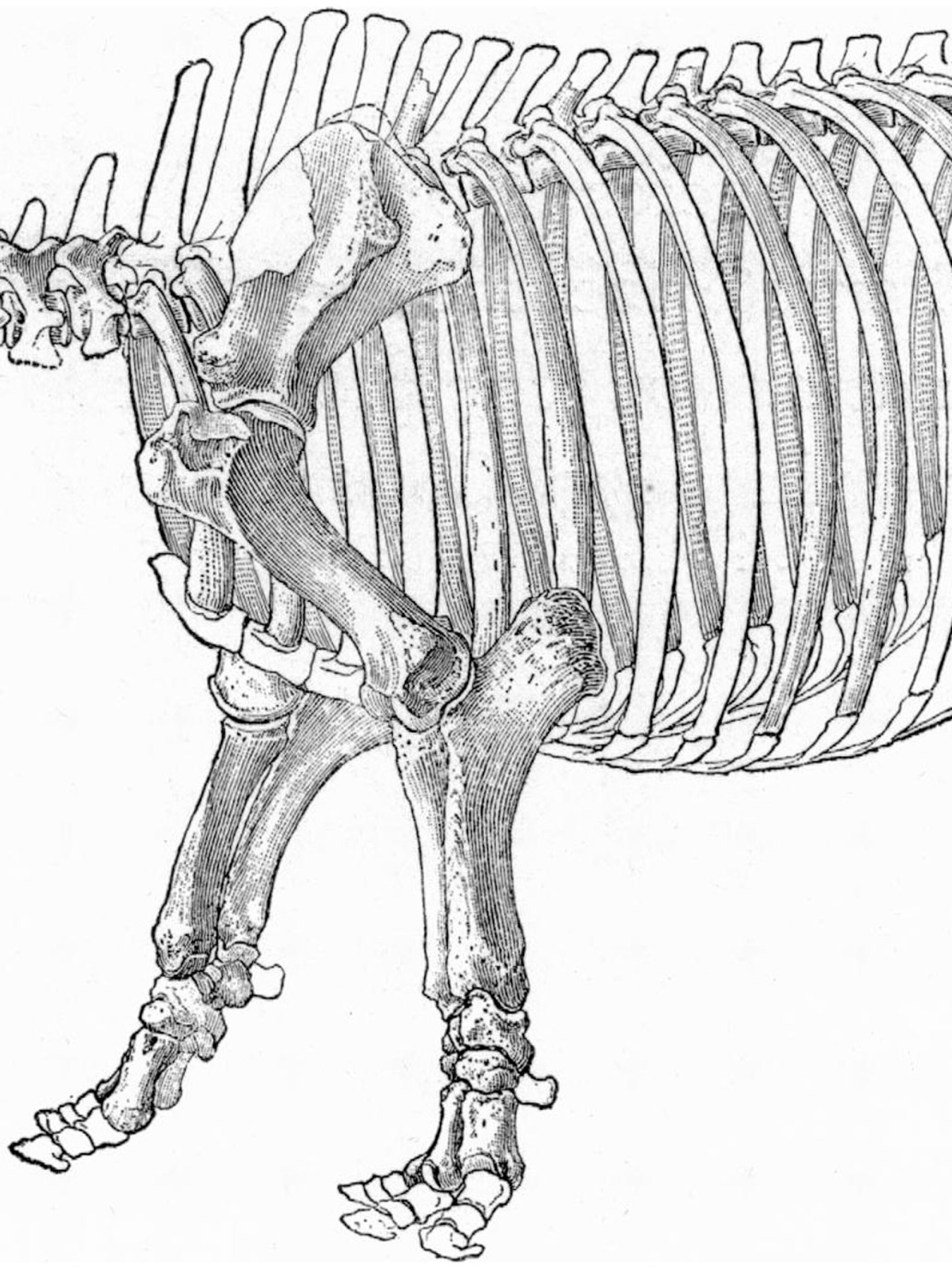 White Rhino Skeleton