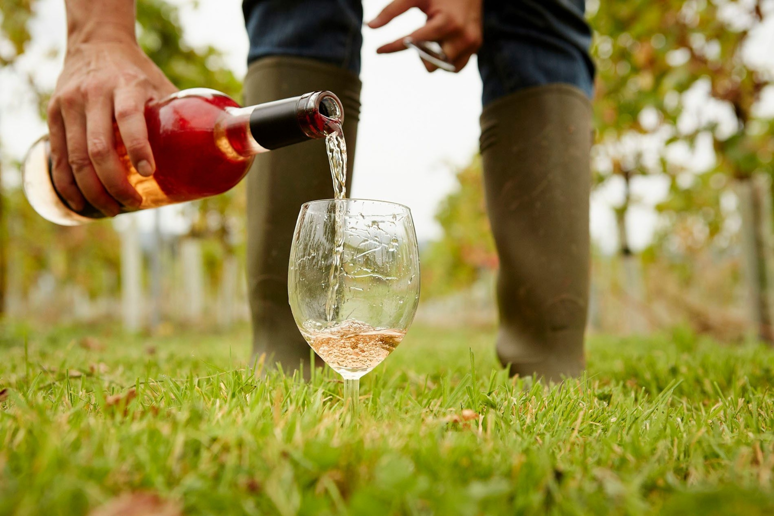 The revival of rosé wine: a guide to picking the best bottle this summer