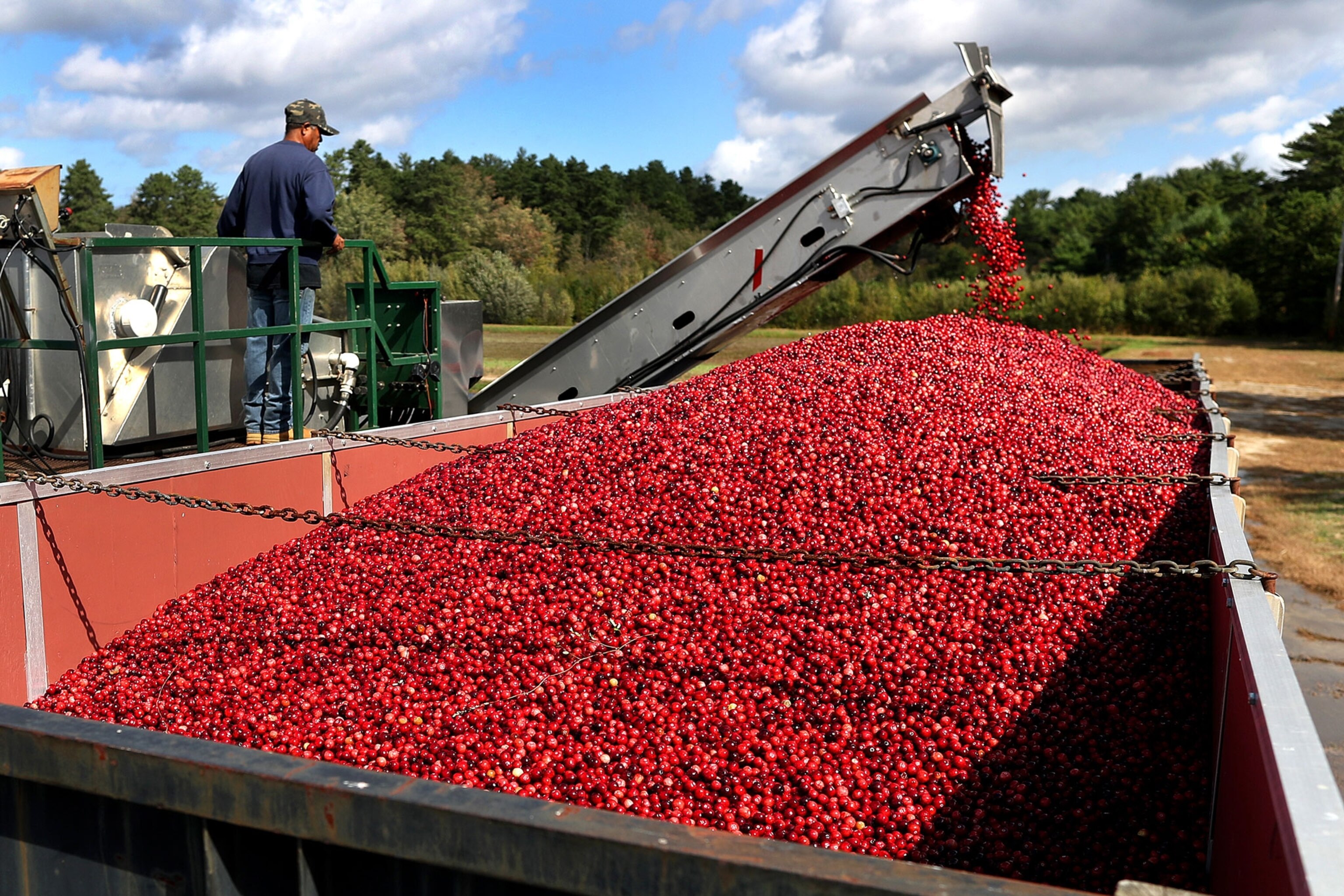 Cranberries, a Thanksgiving staple, are feeling the pinch of climate change