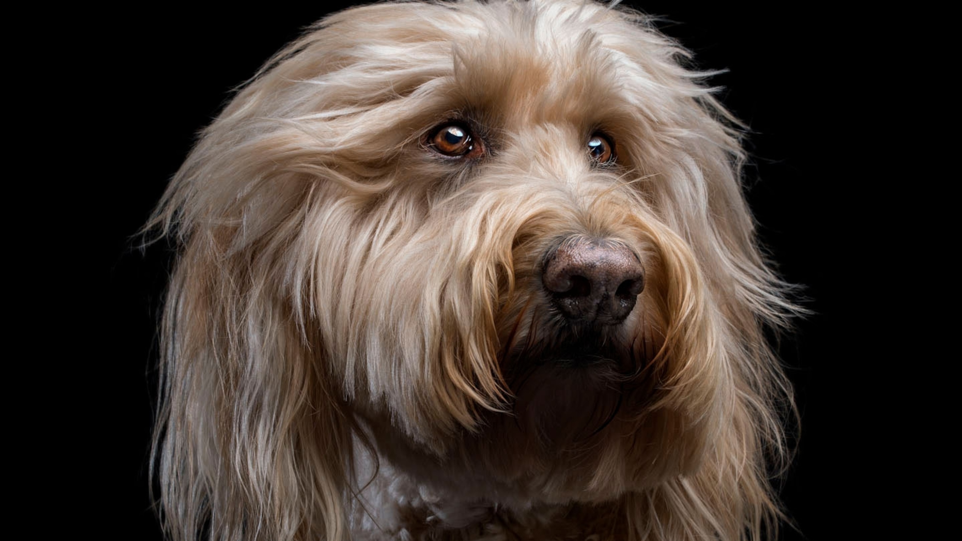 Skeptical Face Dog