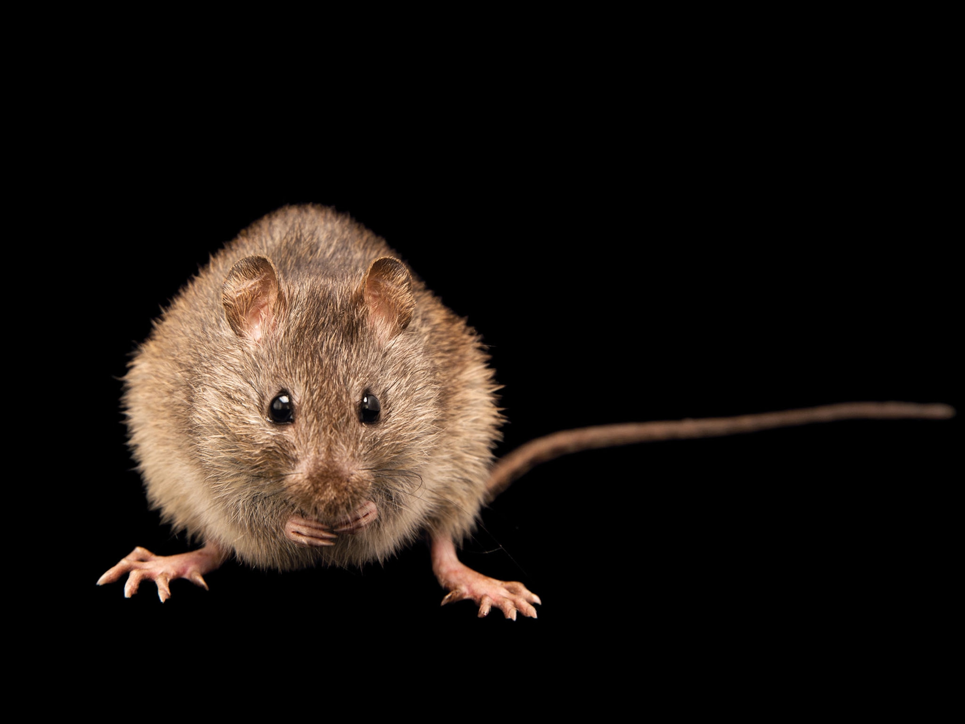 What we lose when animals go extinct