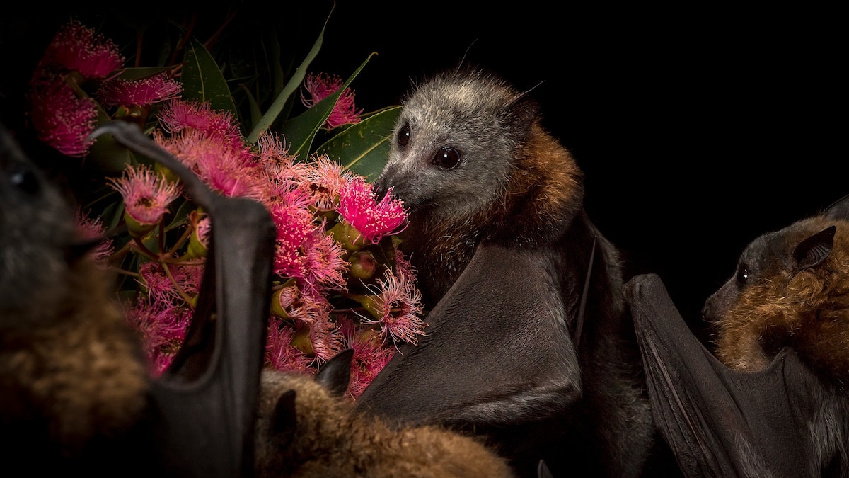 Meet Australia's urban flying foxes—and the people trying to help them ...