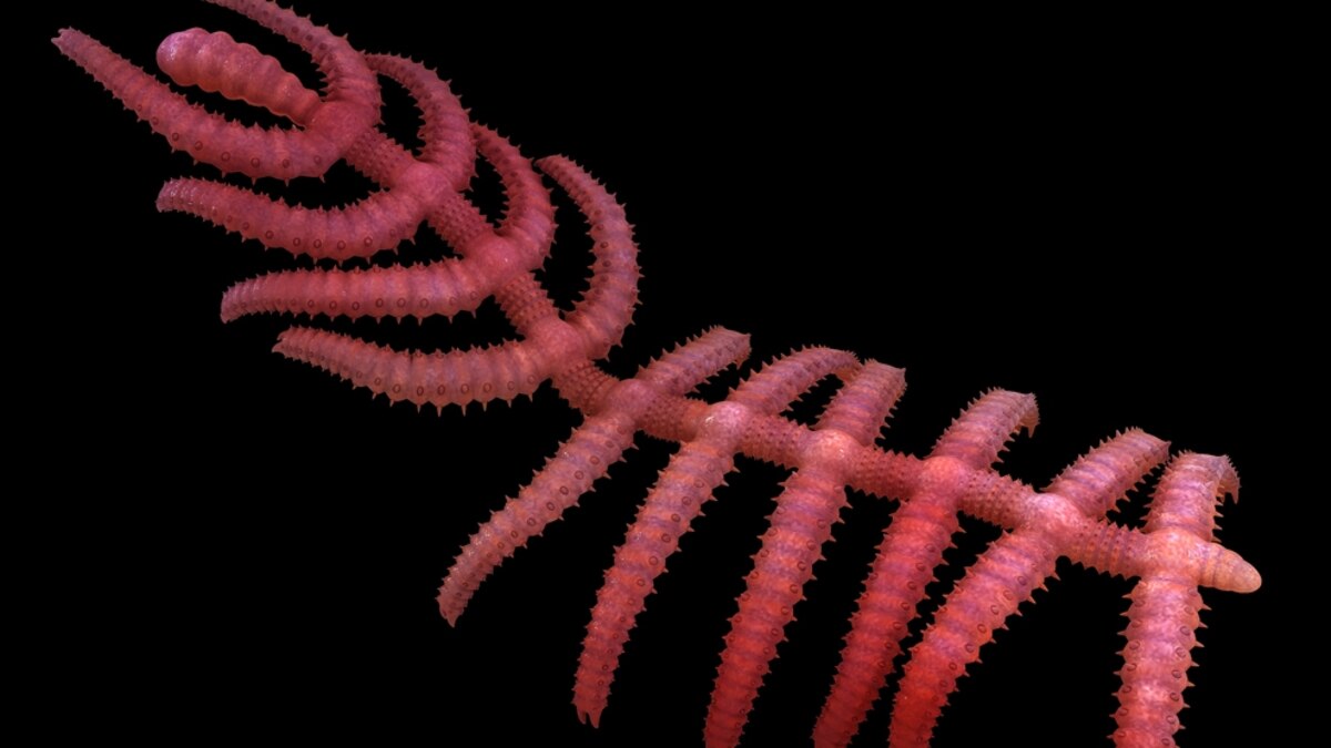 Wormlike "Walking Cactus" Fossil Found | National Geographic