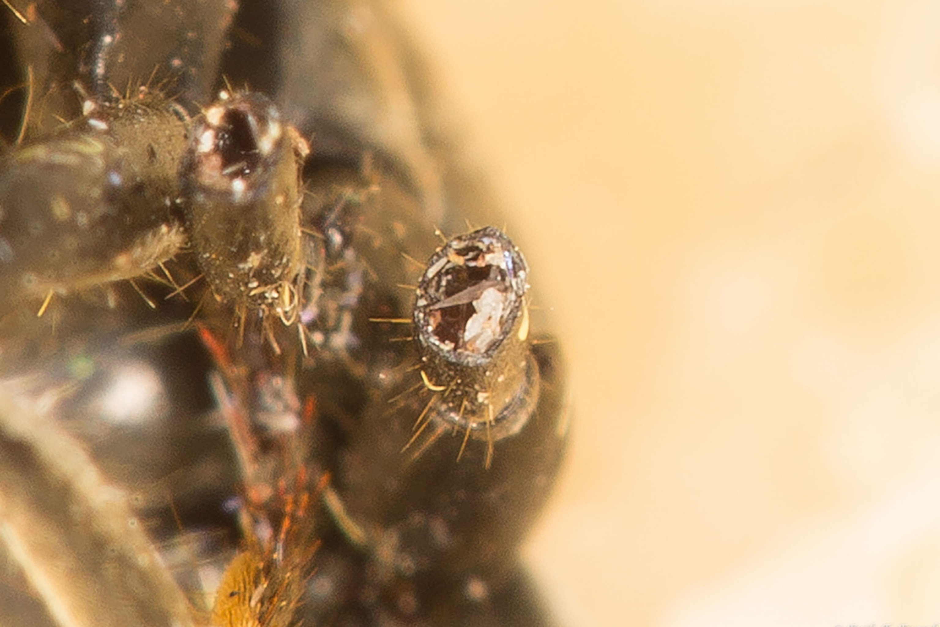 These Ants Are the First Animal to Heal Wounded Comrades