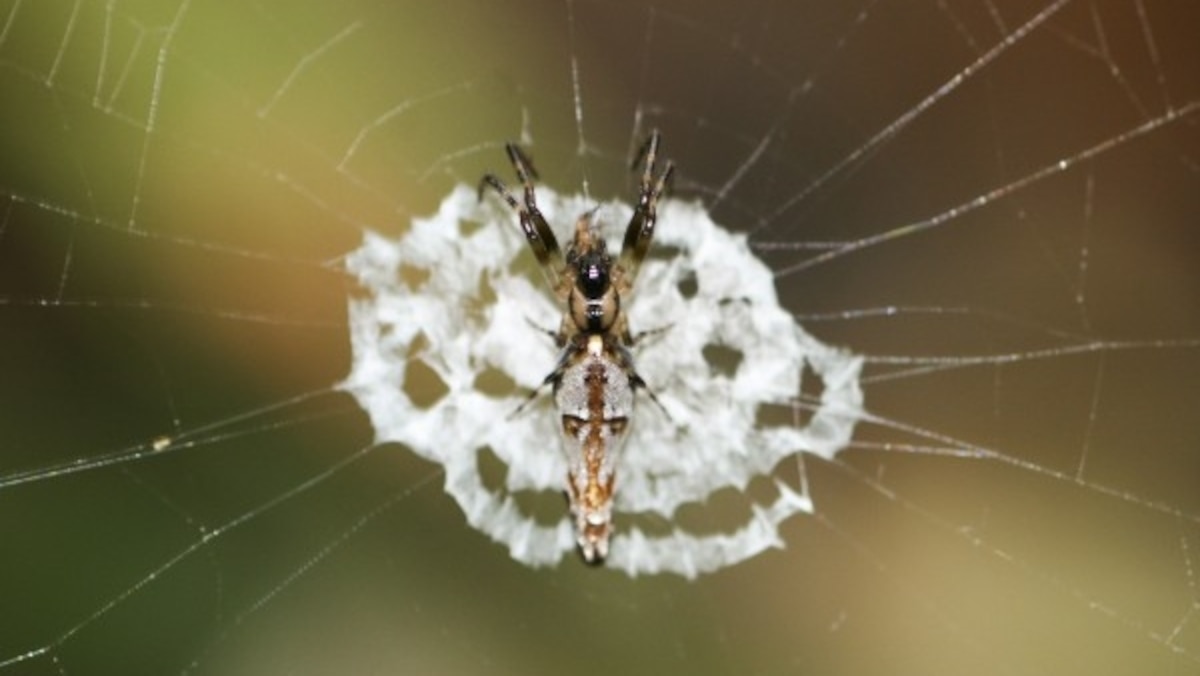 Spider Disguises Itself as Bird Droppings | National Geographic
