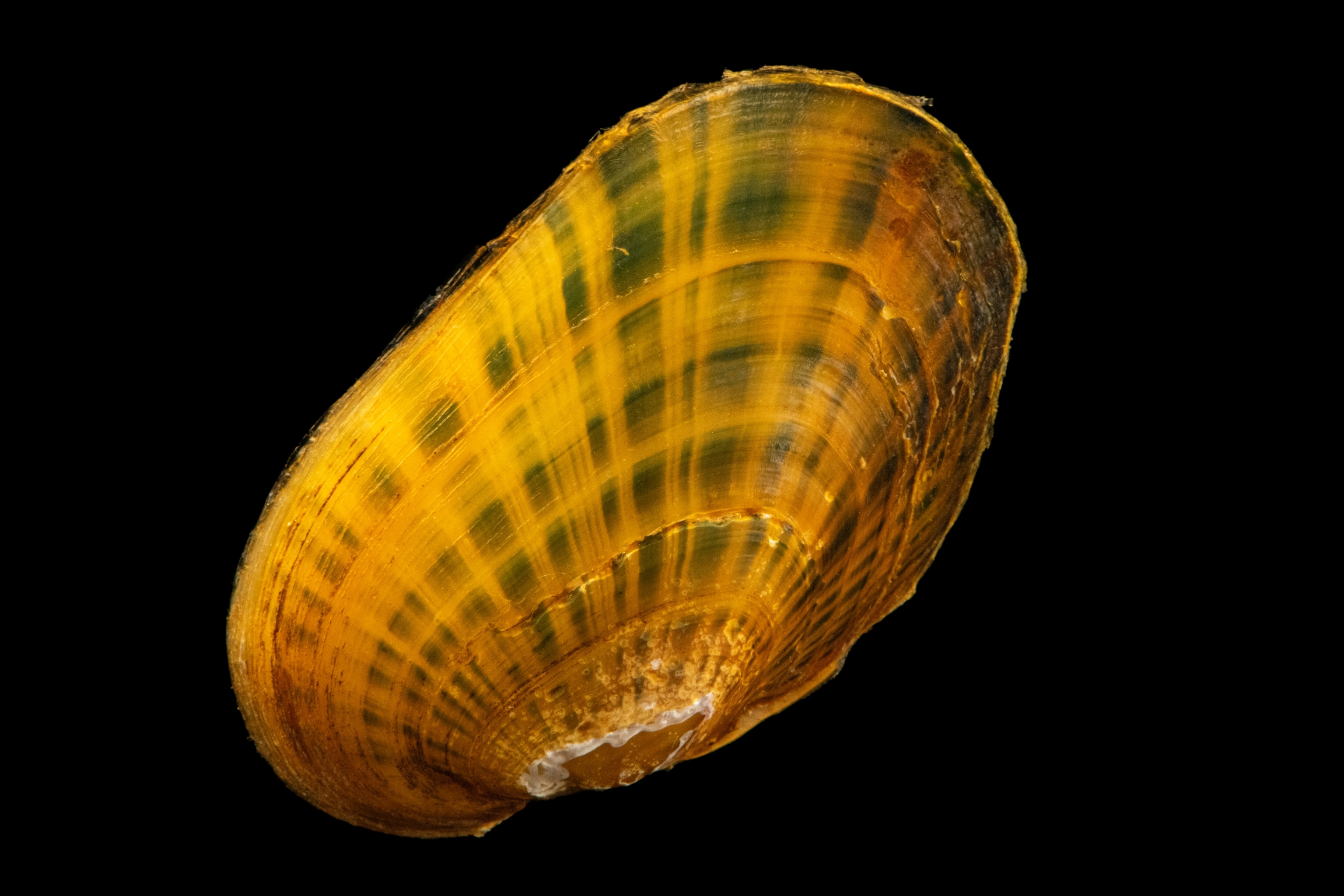 The high-stakes scramble to save the Appalachian monkeyface mussel