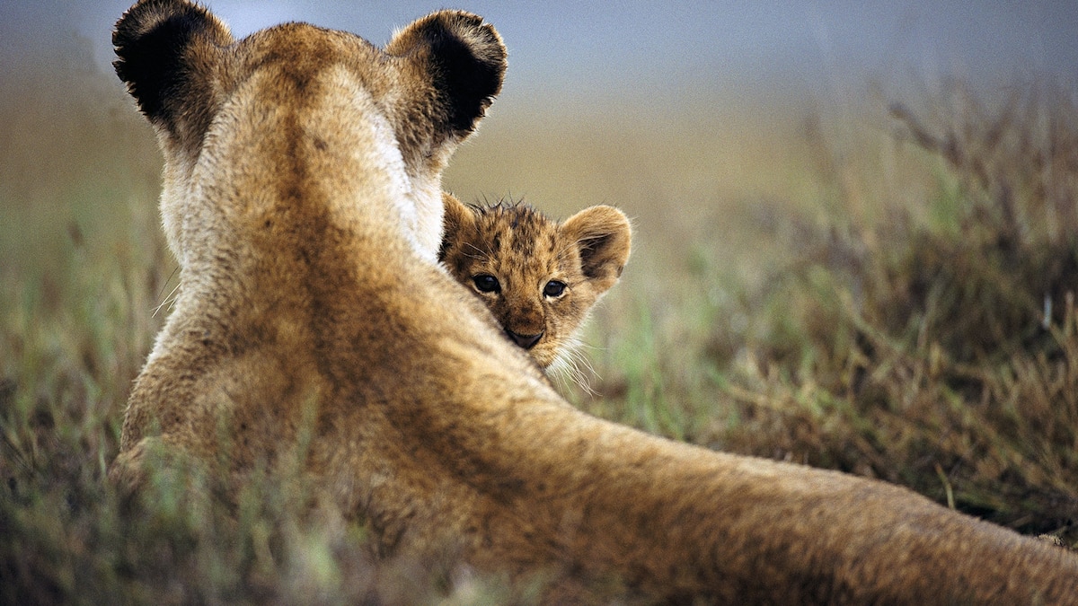 Cecil the Lion’s Death Spurred Donations to Wildlife Groups … Now What?