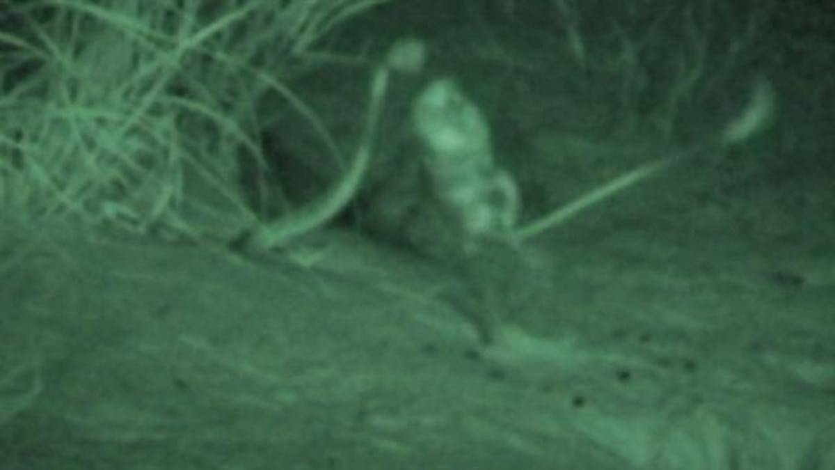 Watch a Rat Escape a Snake Attack—In 100 Milliseconds | National Geographic